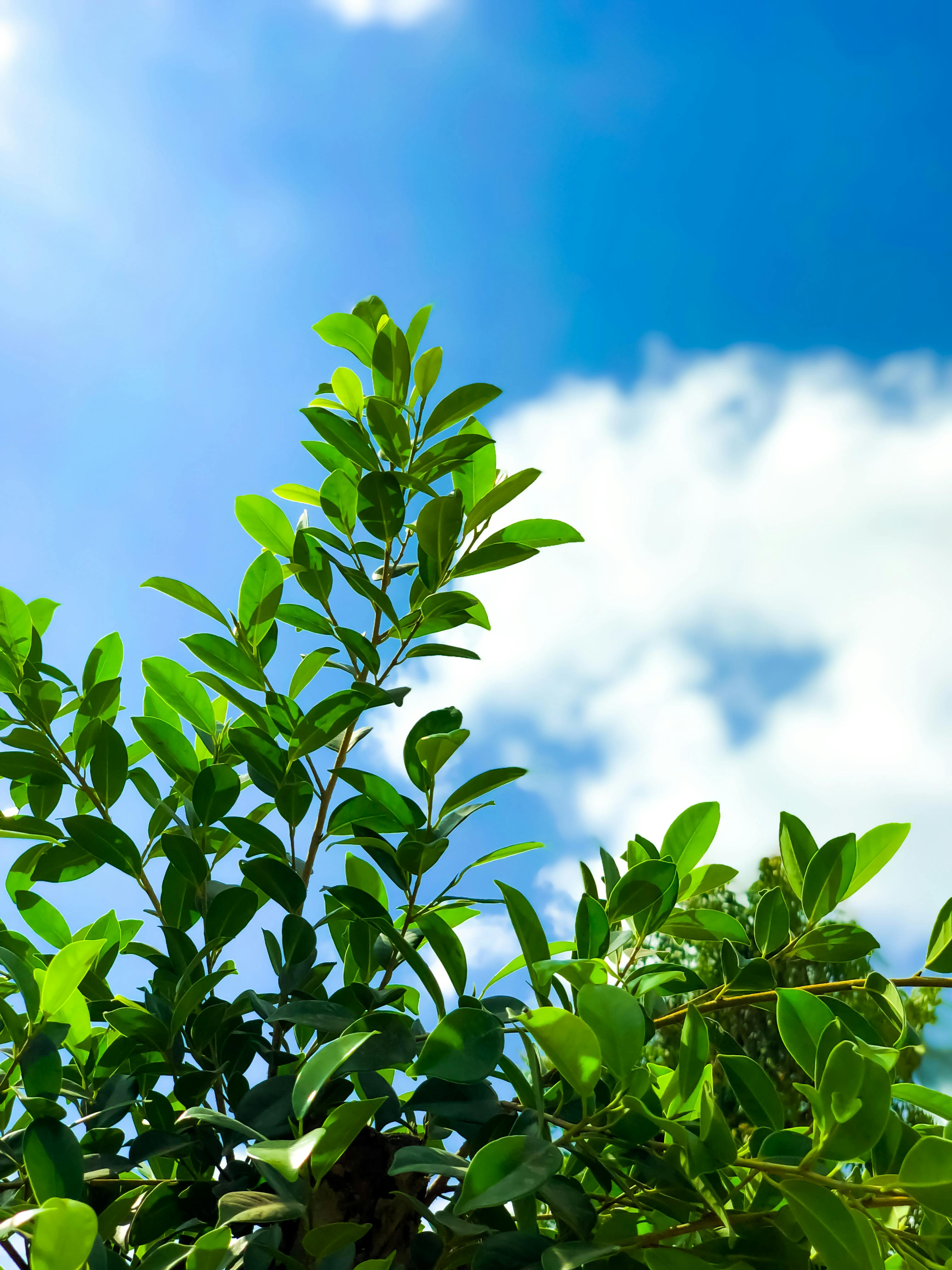Green Leafy Branches in Summer · Free Stock Photo
