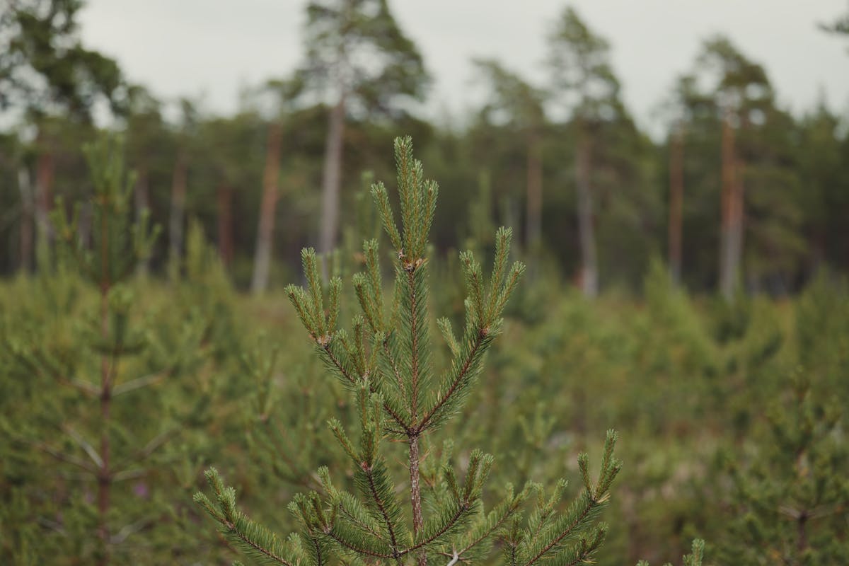 Reforestation Photos, Download The BEST Free Reforestation Stock Photos ...