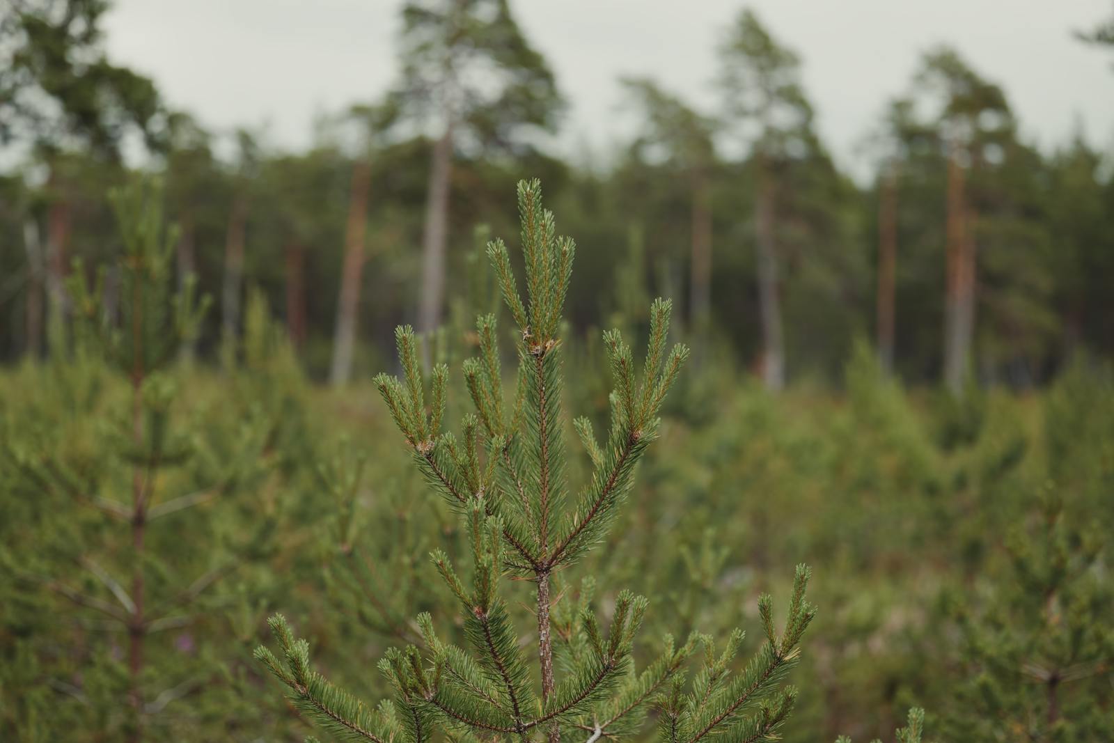 Reforestation Photos, Download The BEST Free Reforestation Stock Photos ...