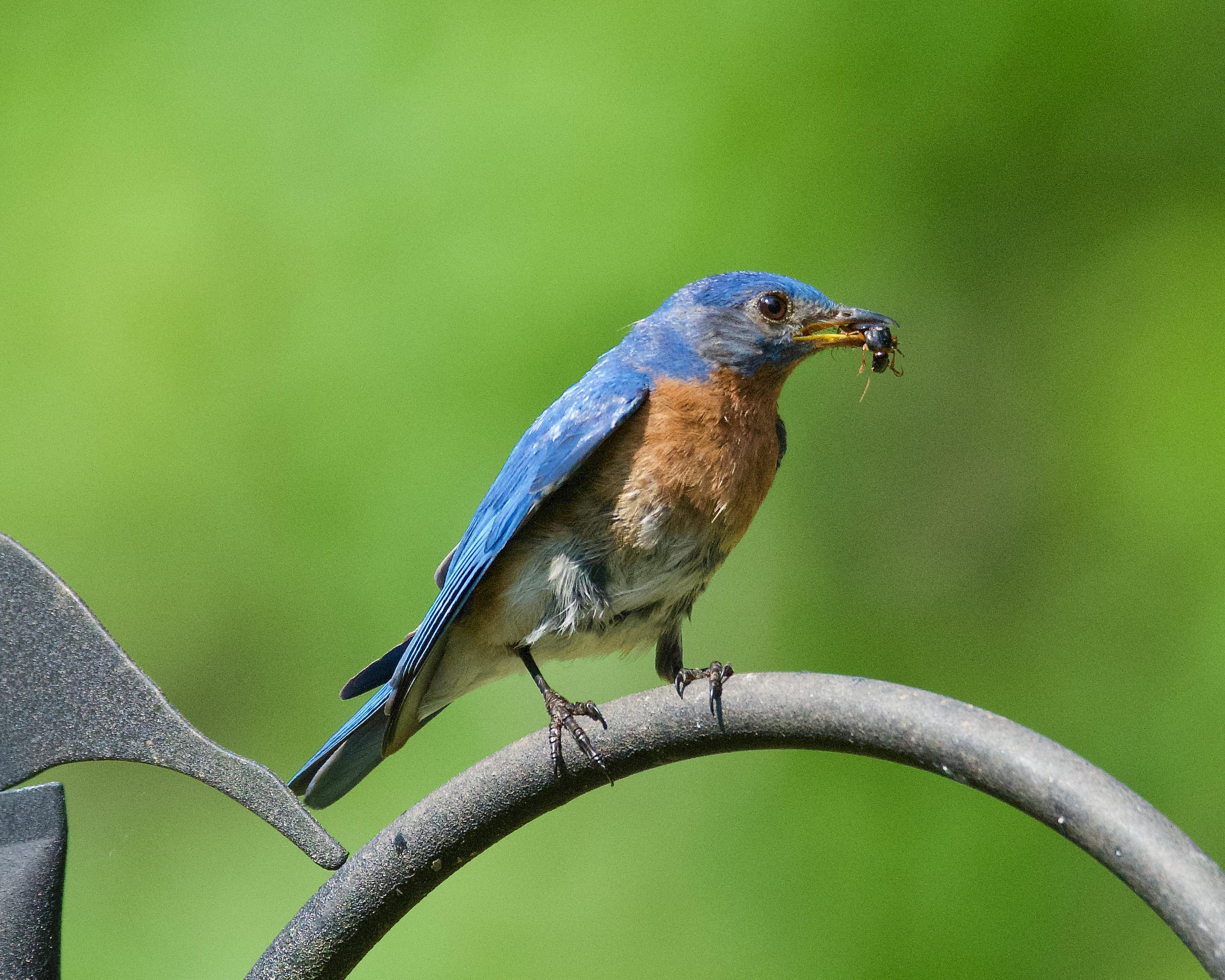 Eastern Bluebird 25 Photos & Videos Collected by A. G. Rosales