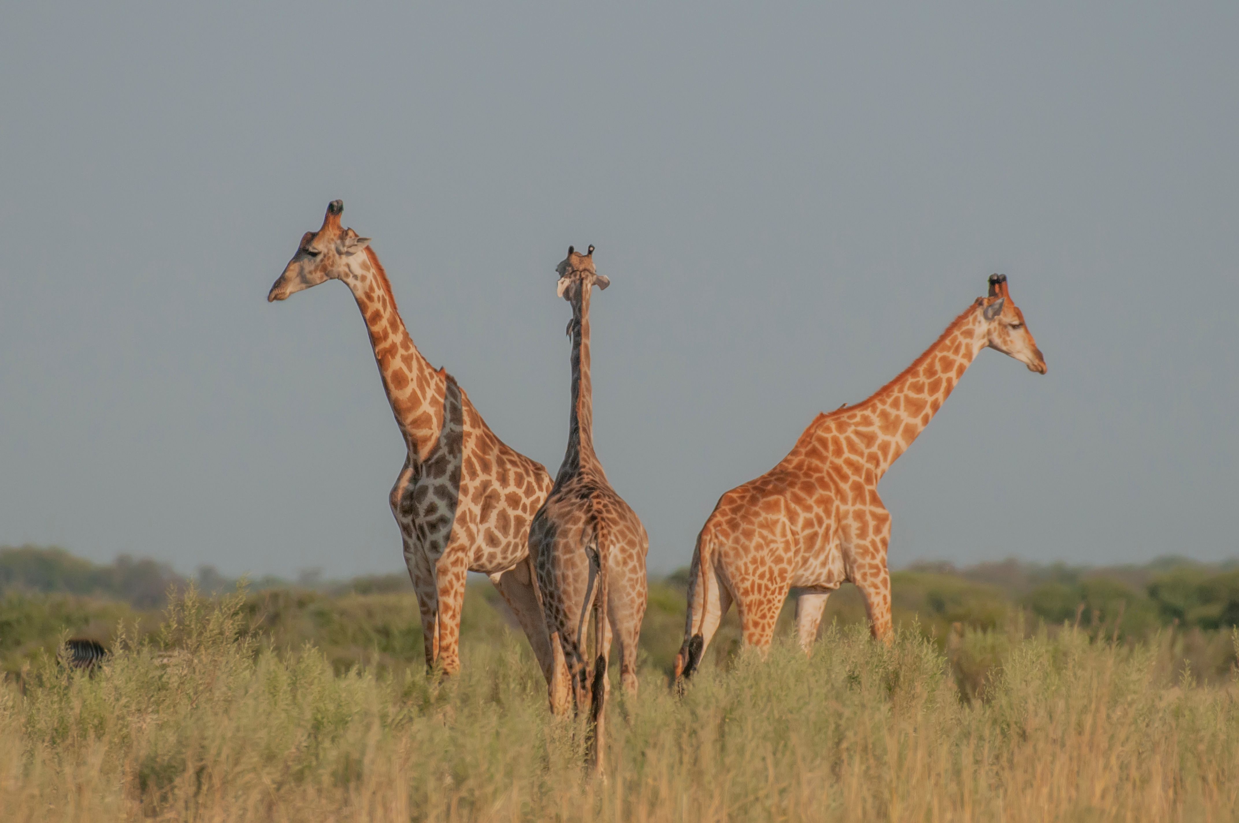 Giraffes in the Wild Reserve · Free Stock Photo