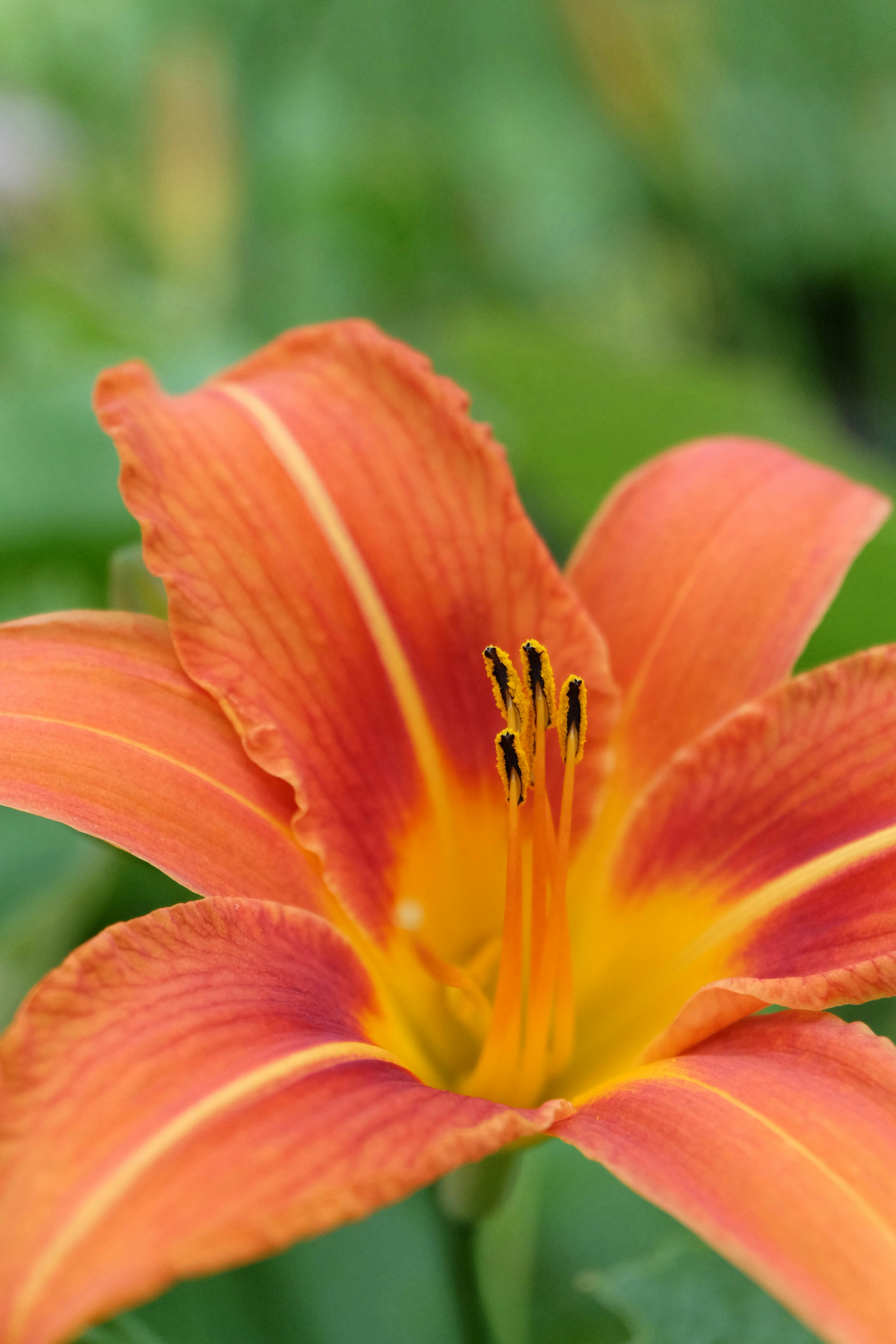 Red Budweiser Photos, Download The BEST Free Red Budweiser Stock Photos ...