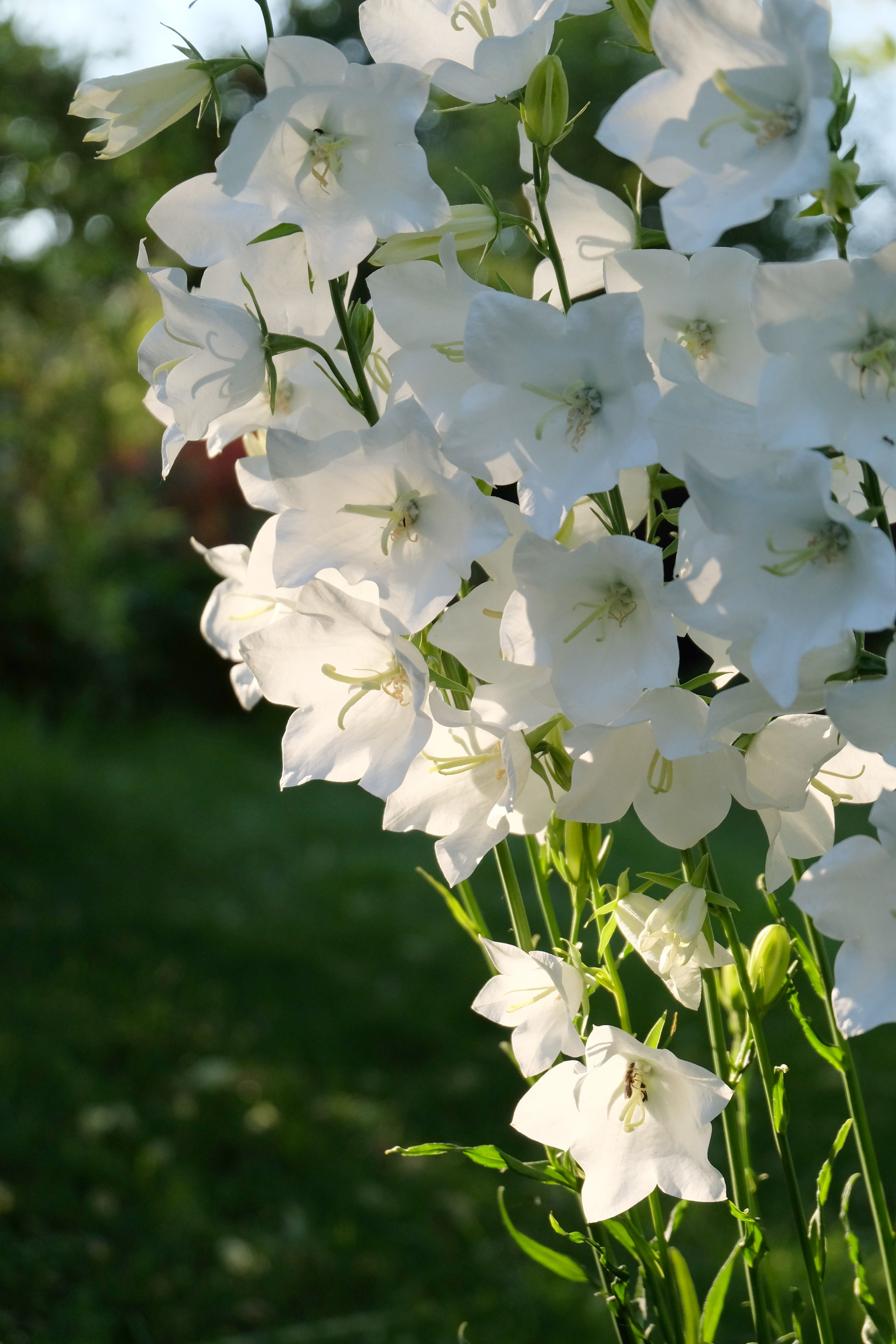 Green Rose Tree Photos, Download The BEST Free Green Rose Tree Stock ...