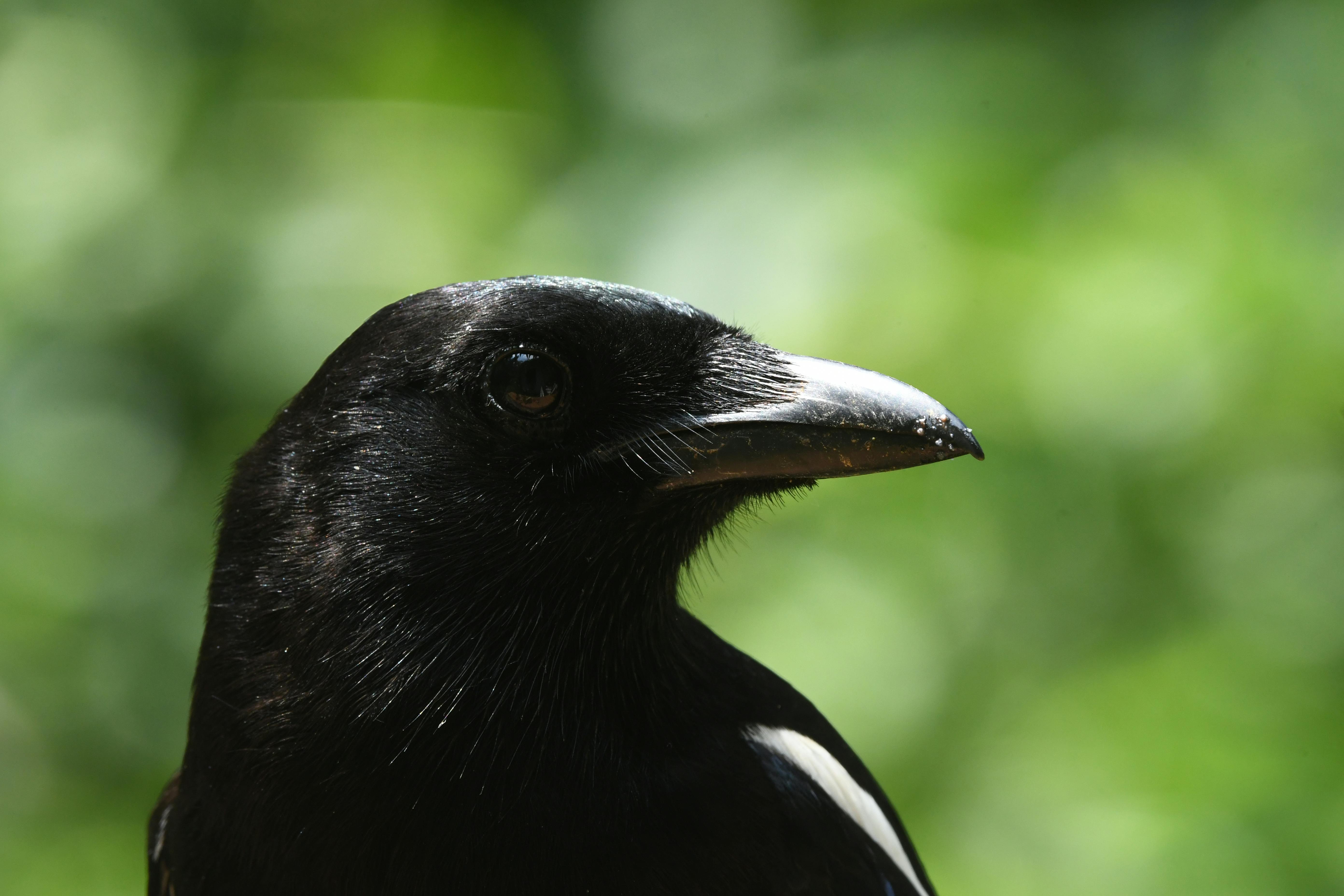 Photo of Eurasian Jay · Free Stock Photo