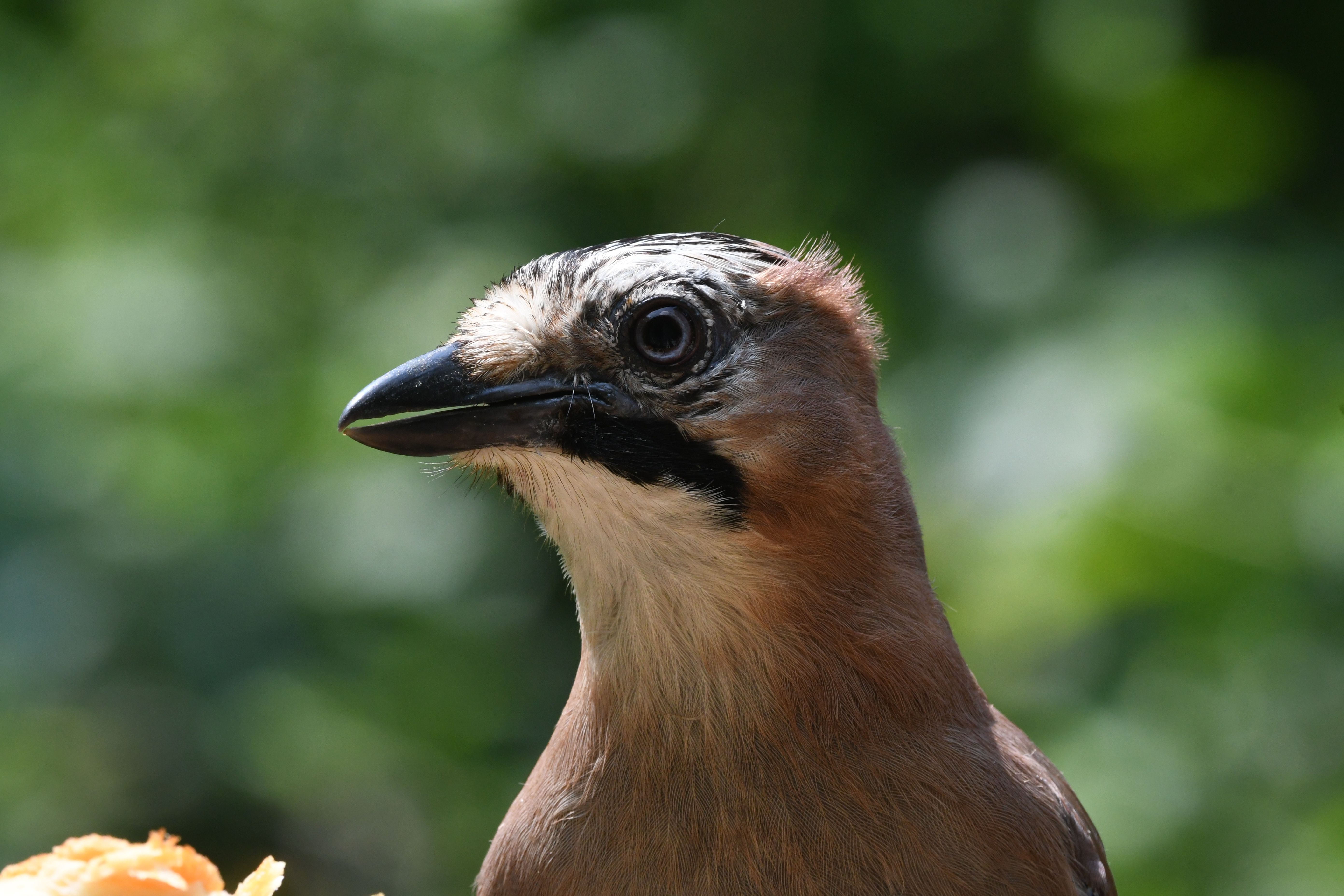 Photo of Eurasian Jay · Free Stock Photo