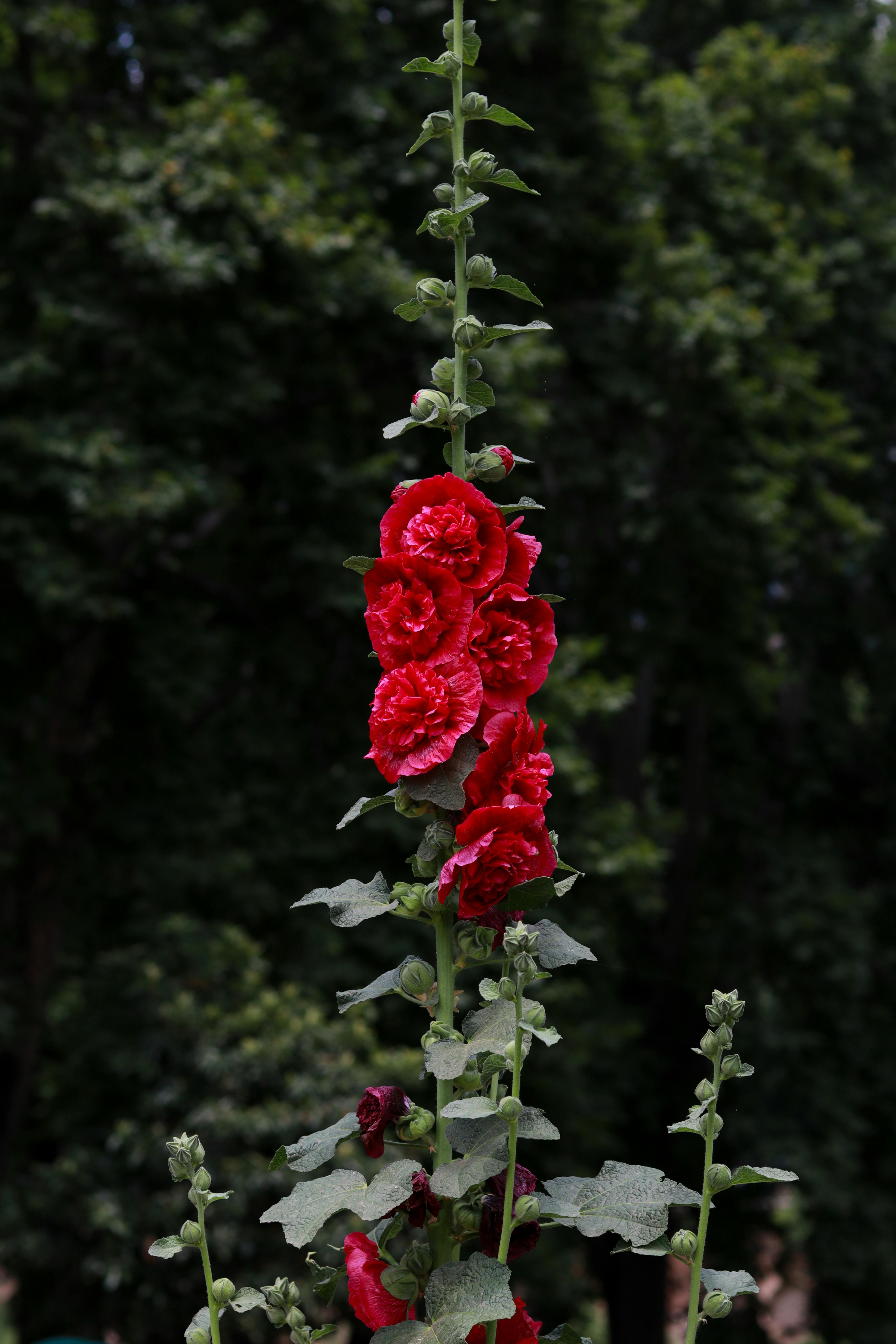 Red Blossoming Malva · Free Stock Photo