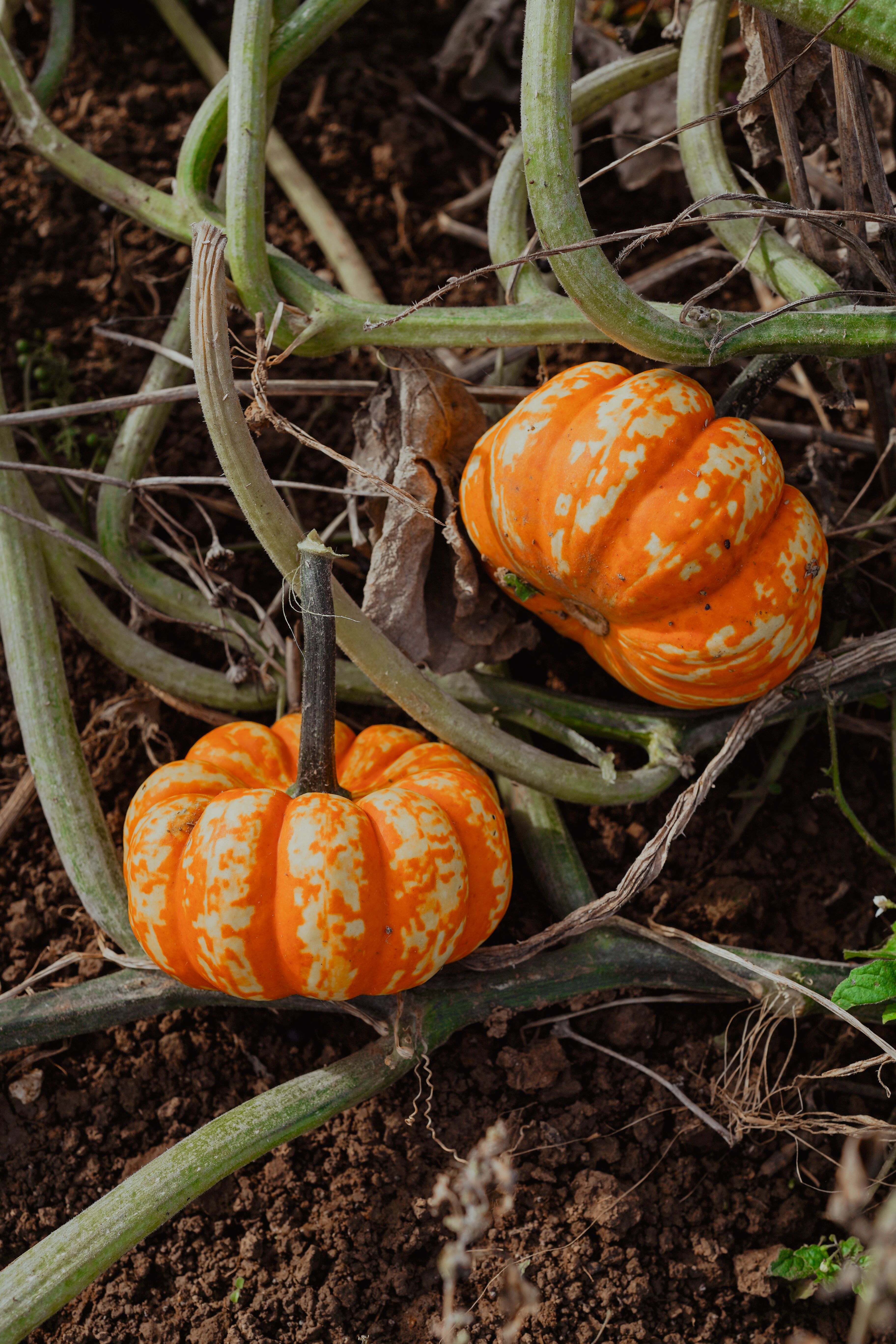 Close up of Two Pumpkins · Free Stock Photo