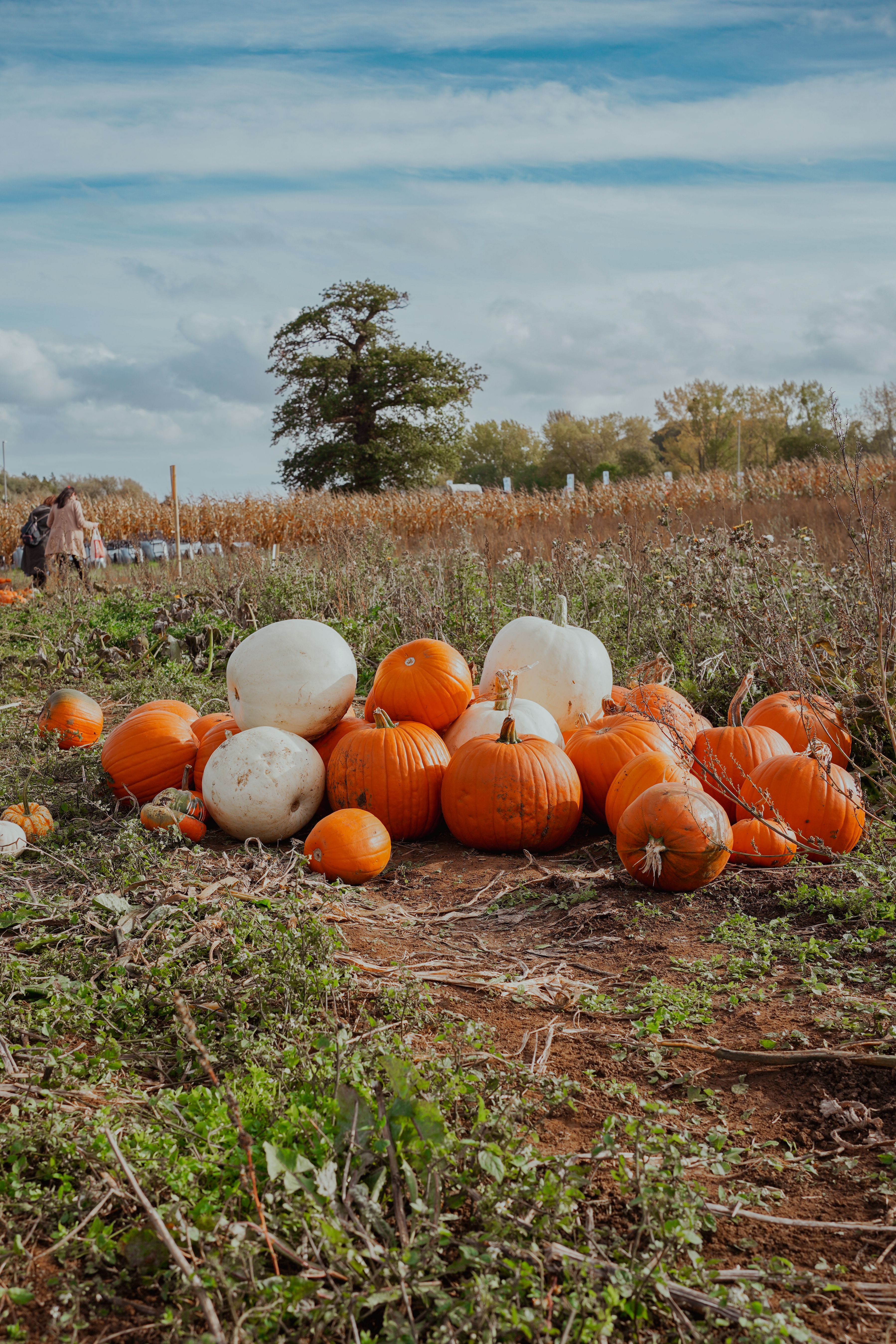 Pumpkins on Ground on Field · Free Stock Photo
