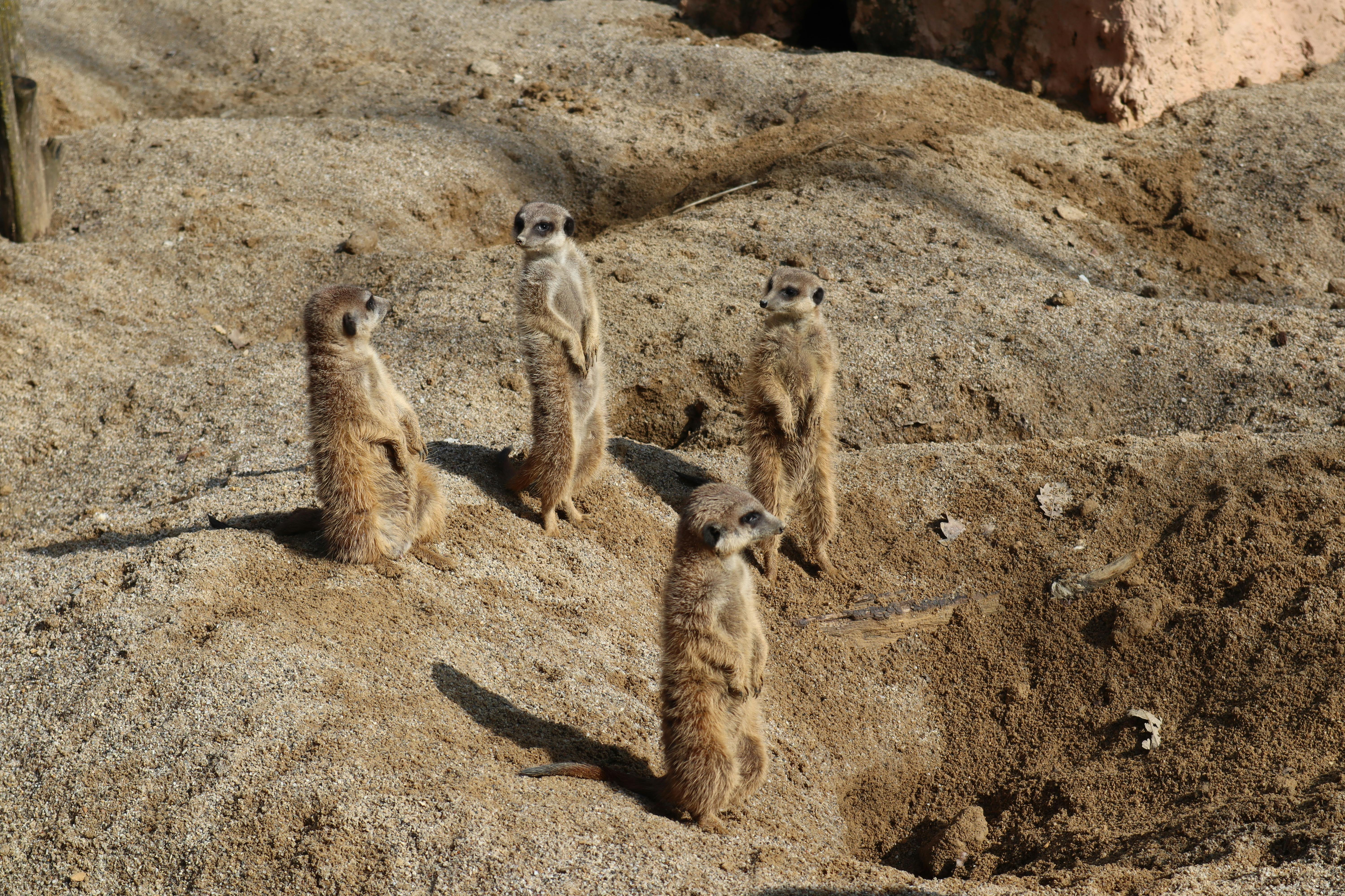 A Group of Meerkats · Free Stock Photo