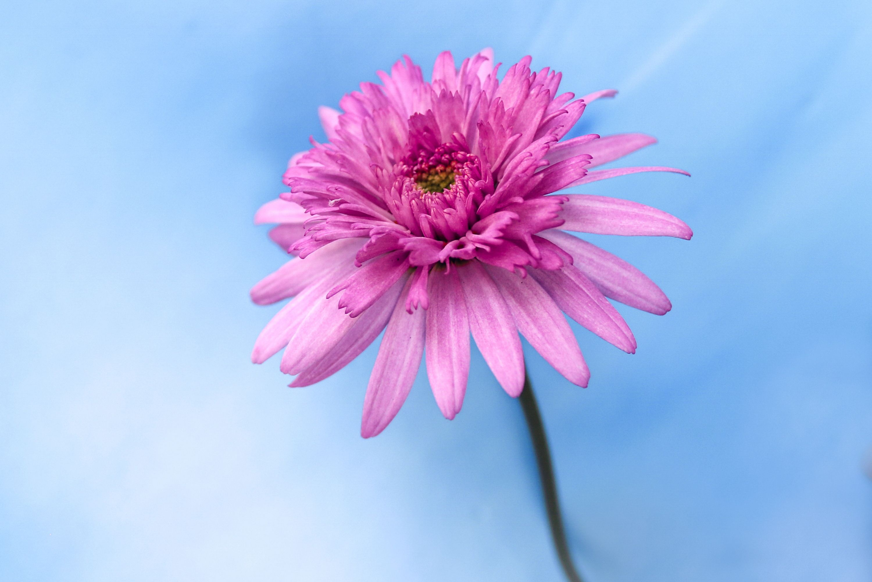 Pink chinese aster flower isolated on a blue background. Seen from ...