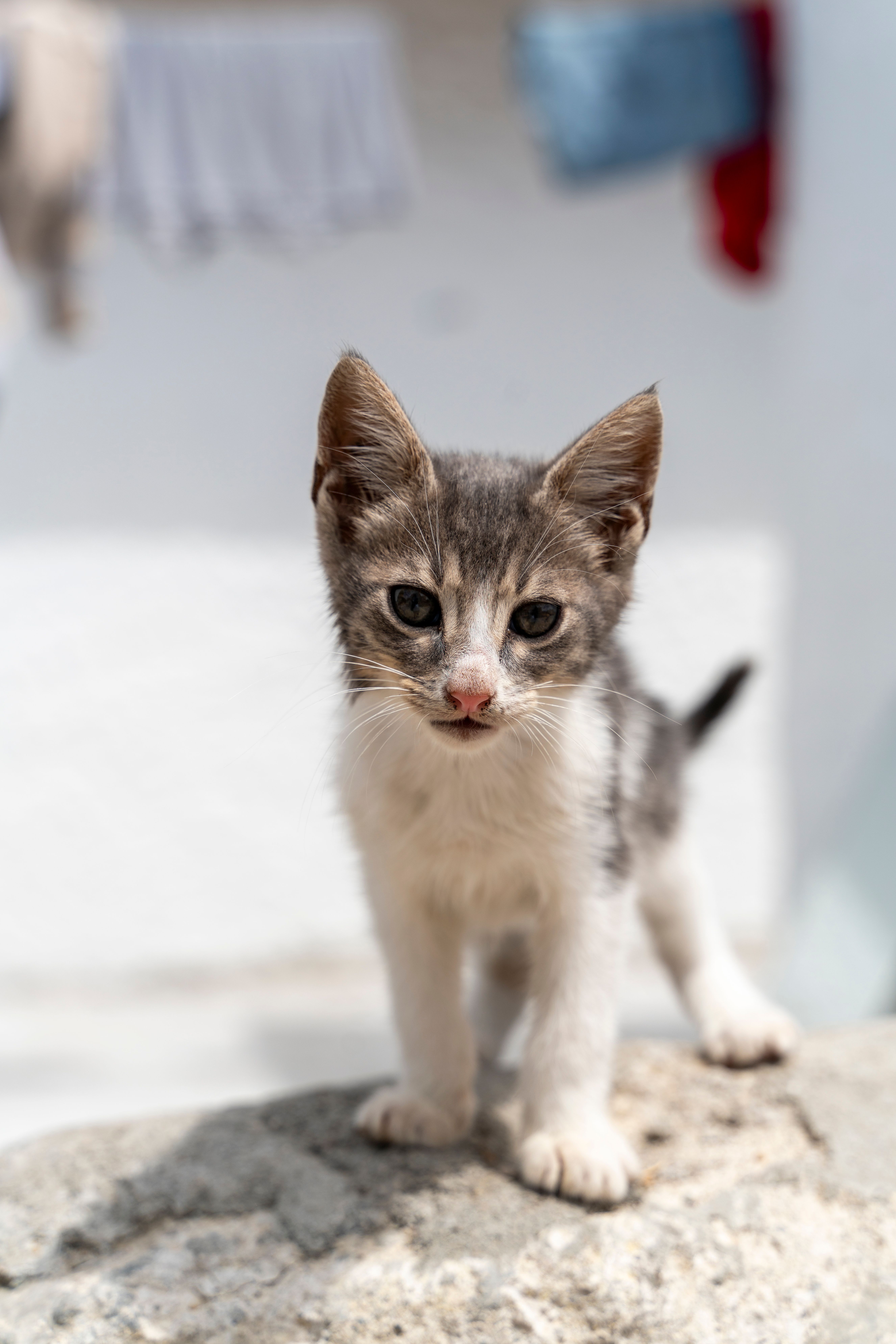 Chaton, Bébé Chat · Photo gratuite