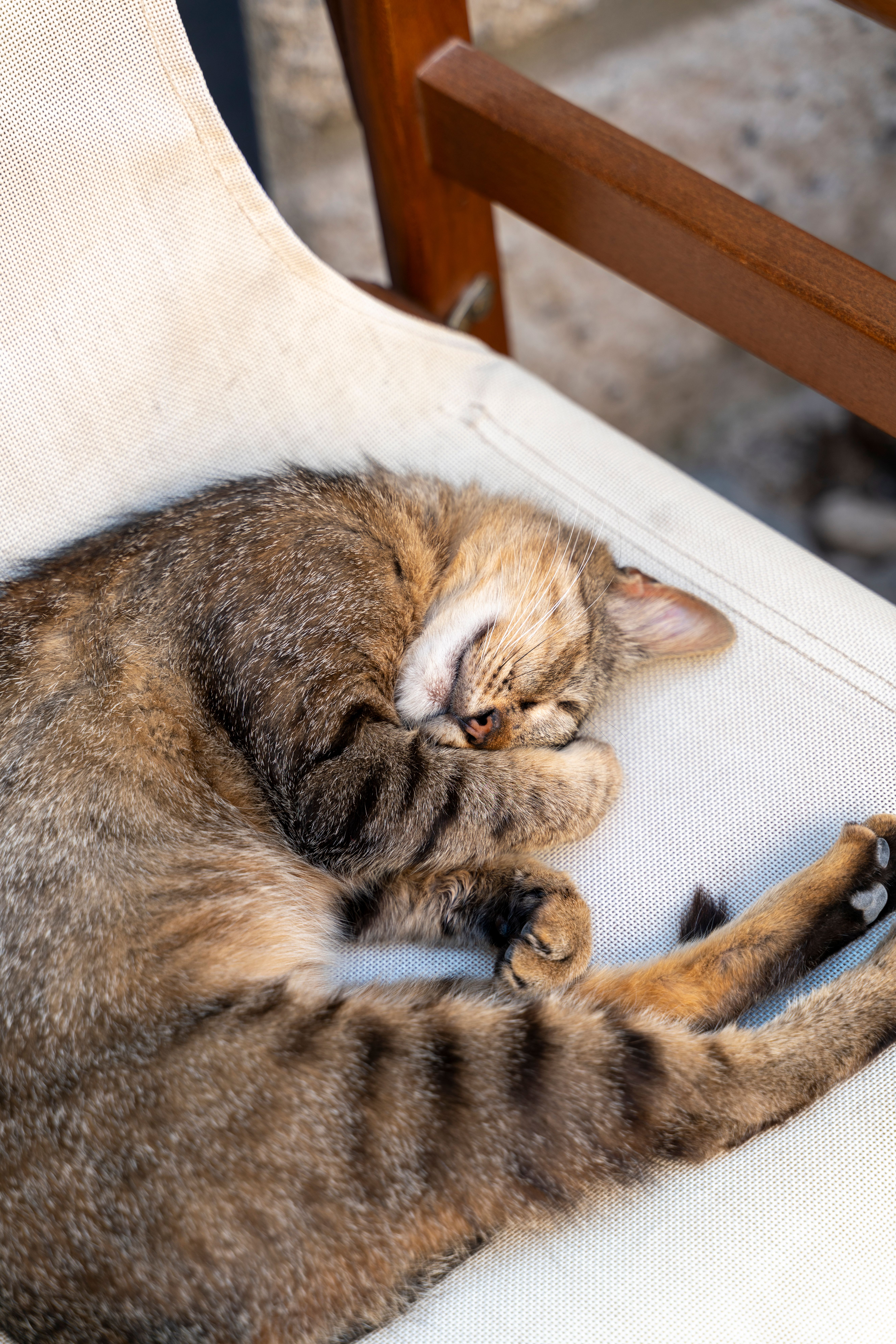 Close-up Photo of Cat Sleeping on Beige Surface · Free Stock Photo