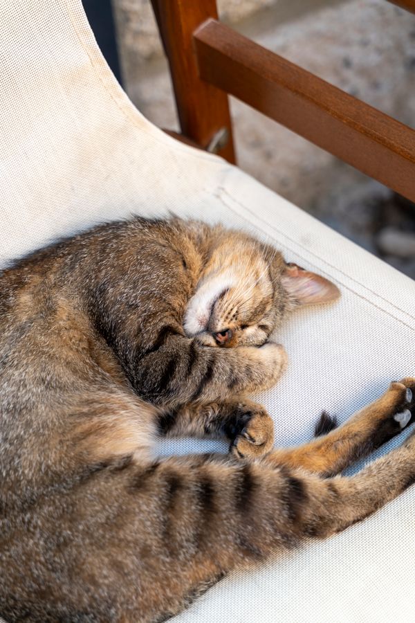 Sleeping Bad Photos, Download The BEST Free Sleeping Bad Stock Photos ...