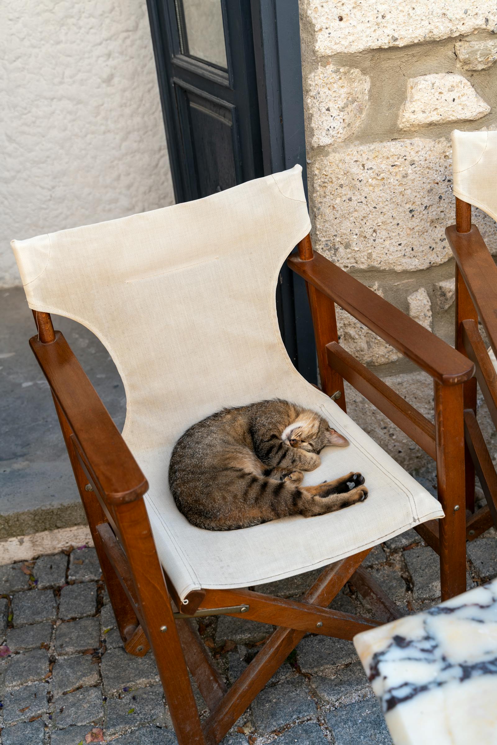 Sleep On Chair Photos, Download The BEST Free Sleep On Chair Stock ...
