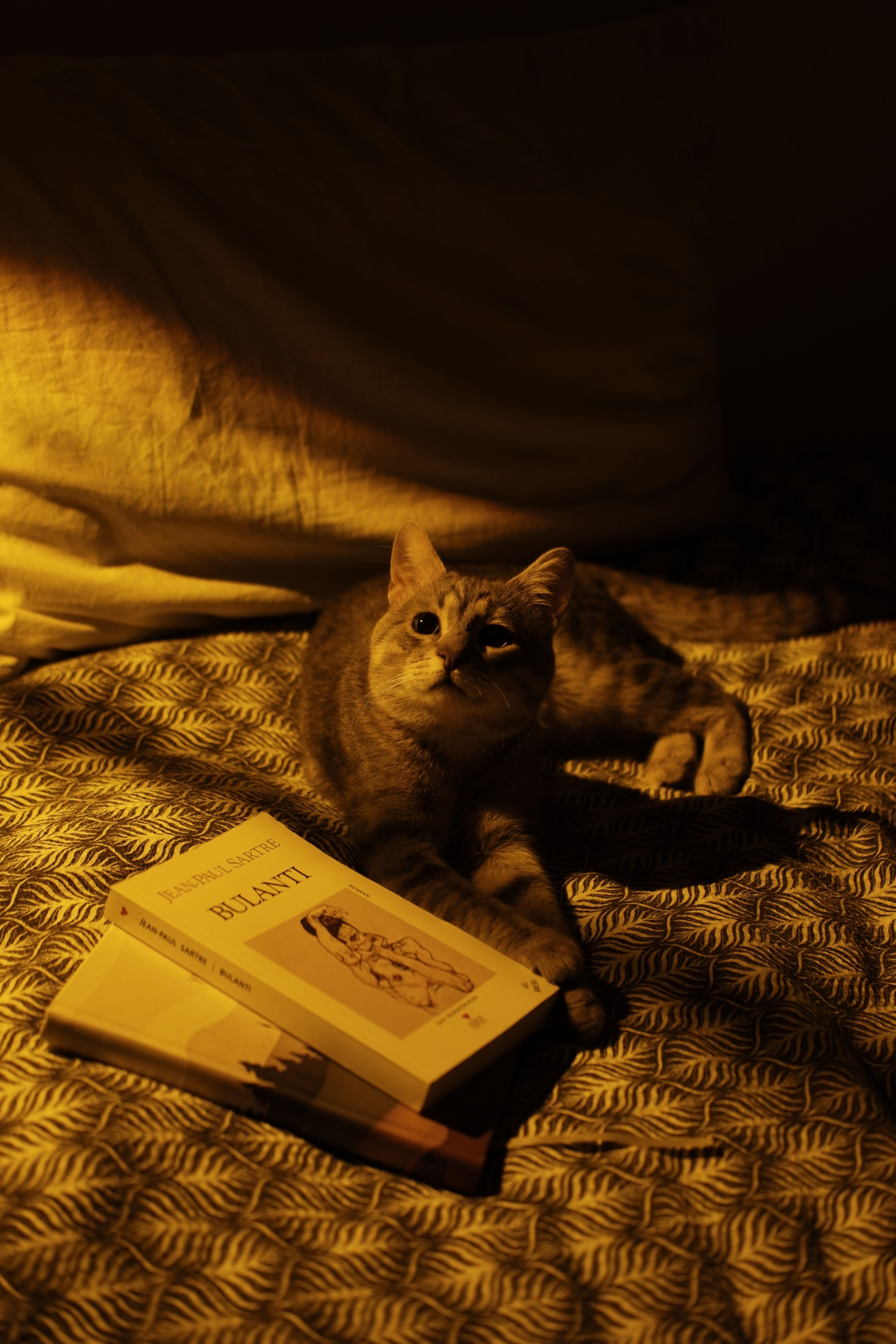 Happy Cat Mood Photos, Download The BEST Free Happy Cat Mood Stock ...