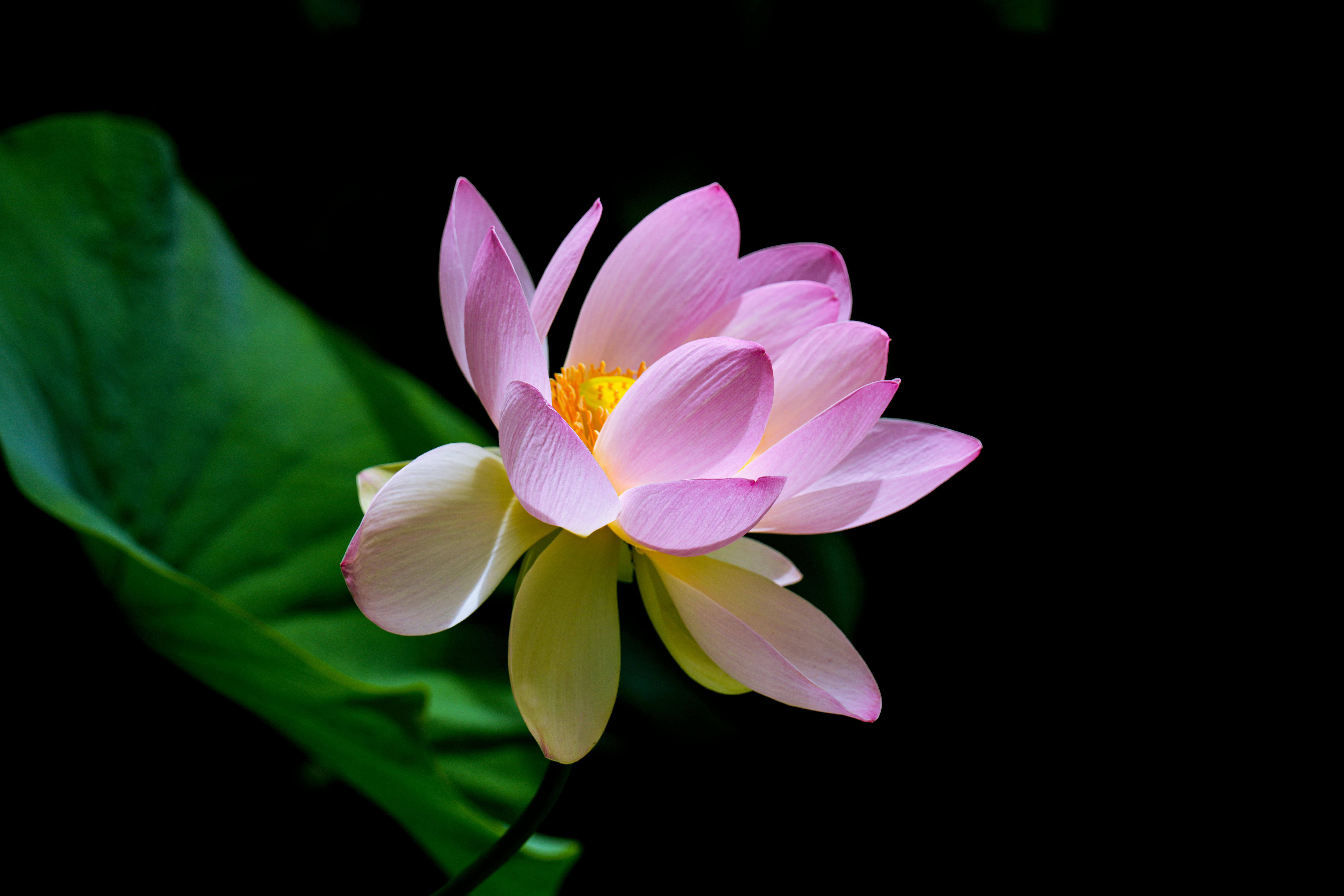 Pink Lotus Flower · Free Stock Photo