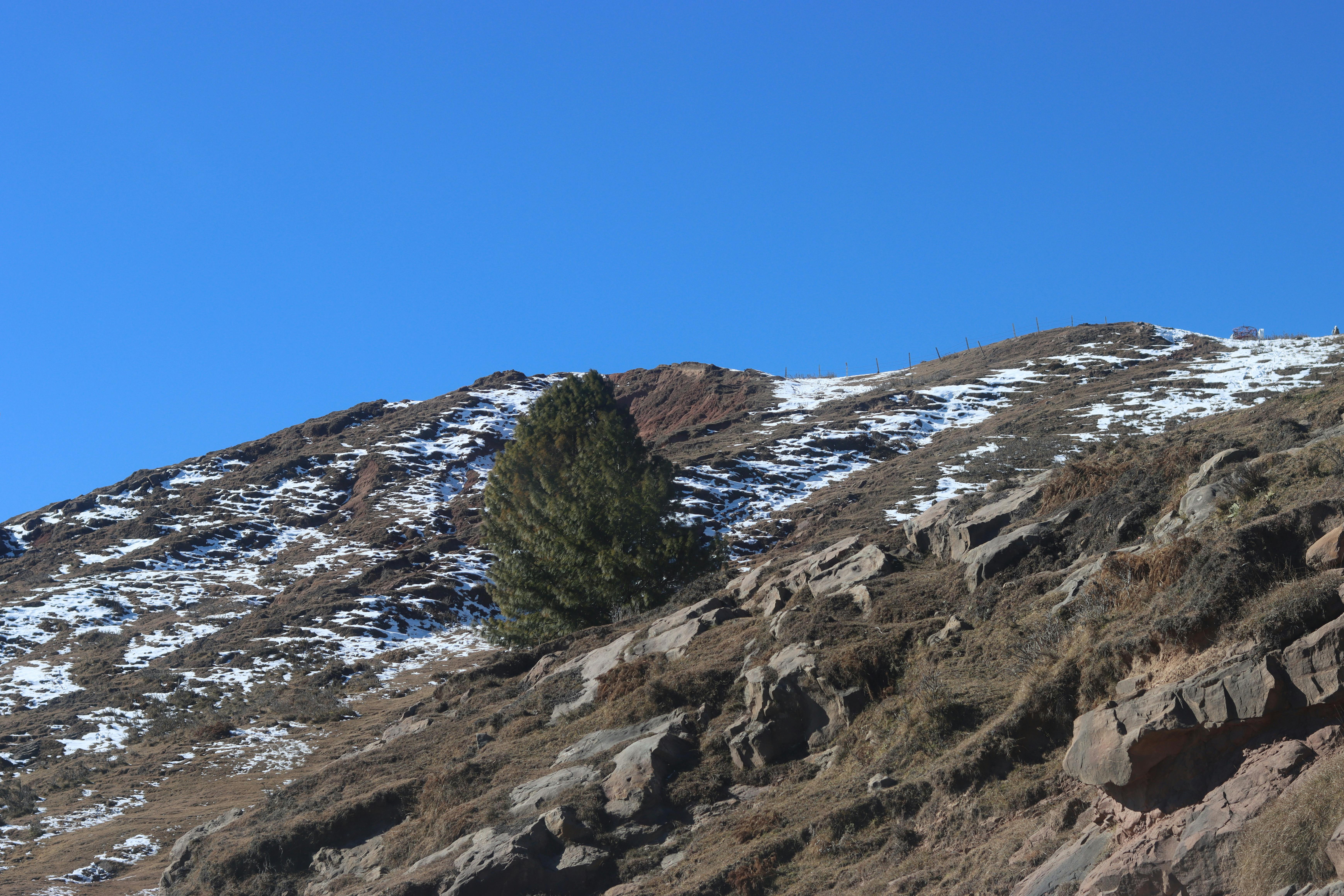 Snow, Rocks and Single Tree on Hill · Free Stock Photo
