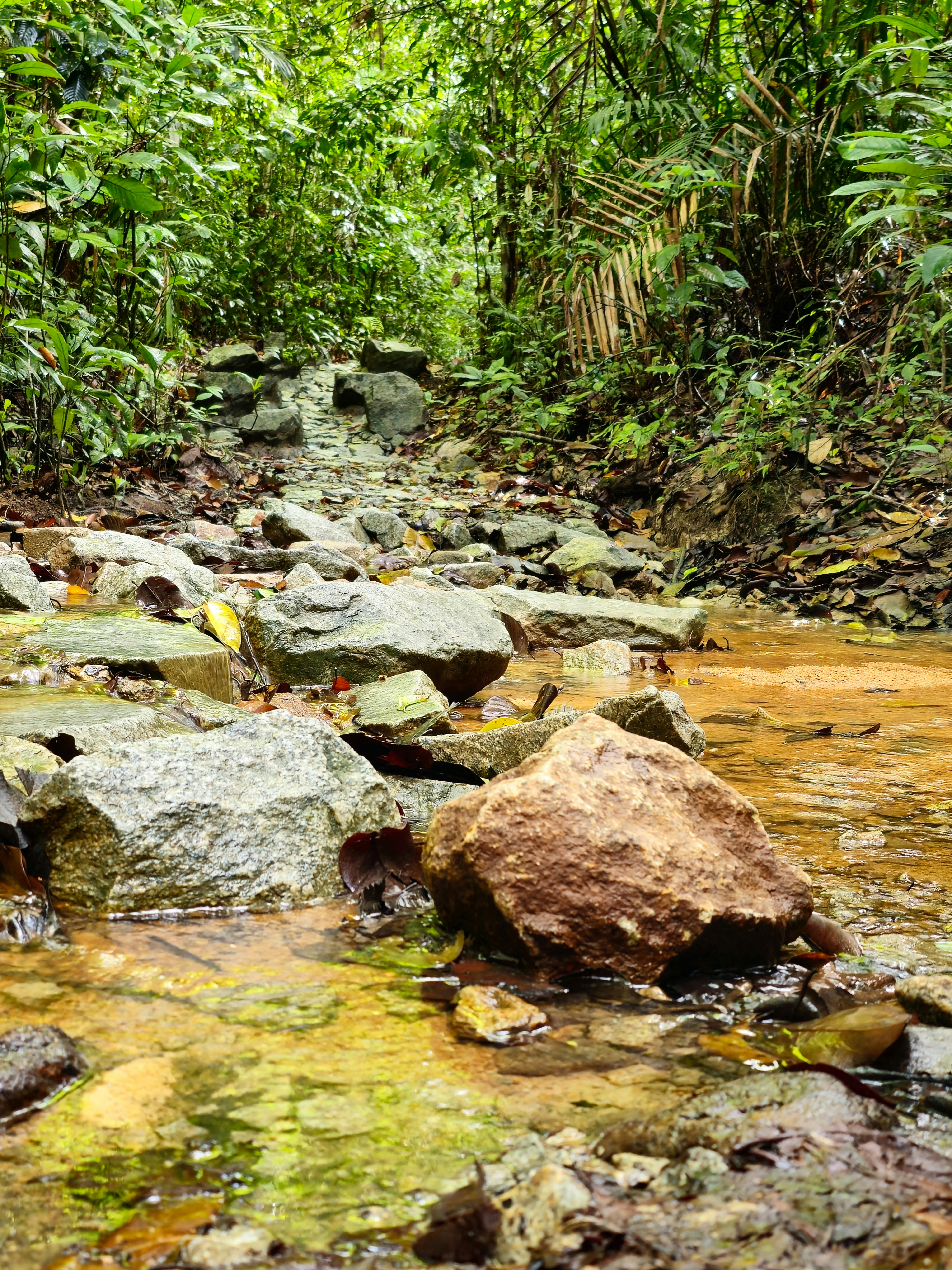 Rocks on Stream in Forest · Free Stock Photo