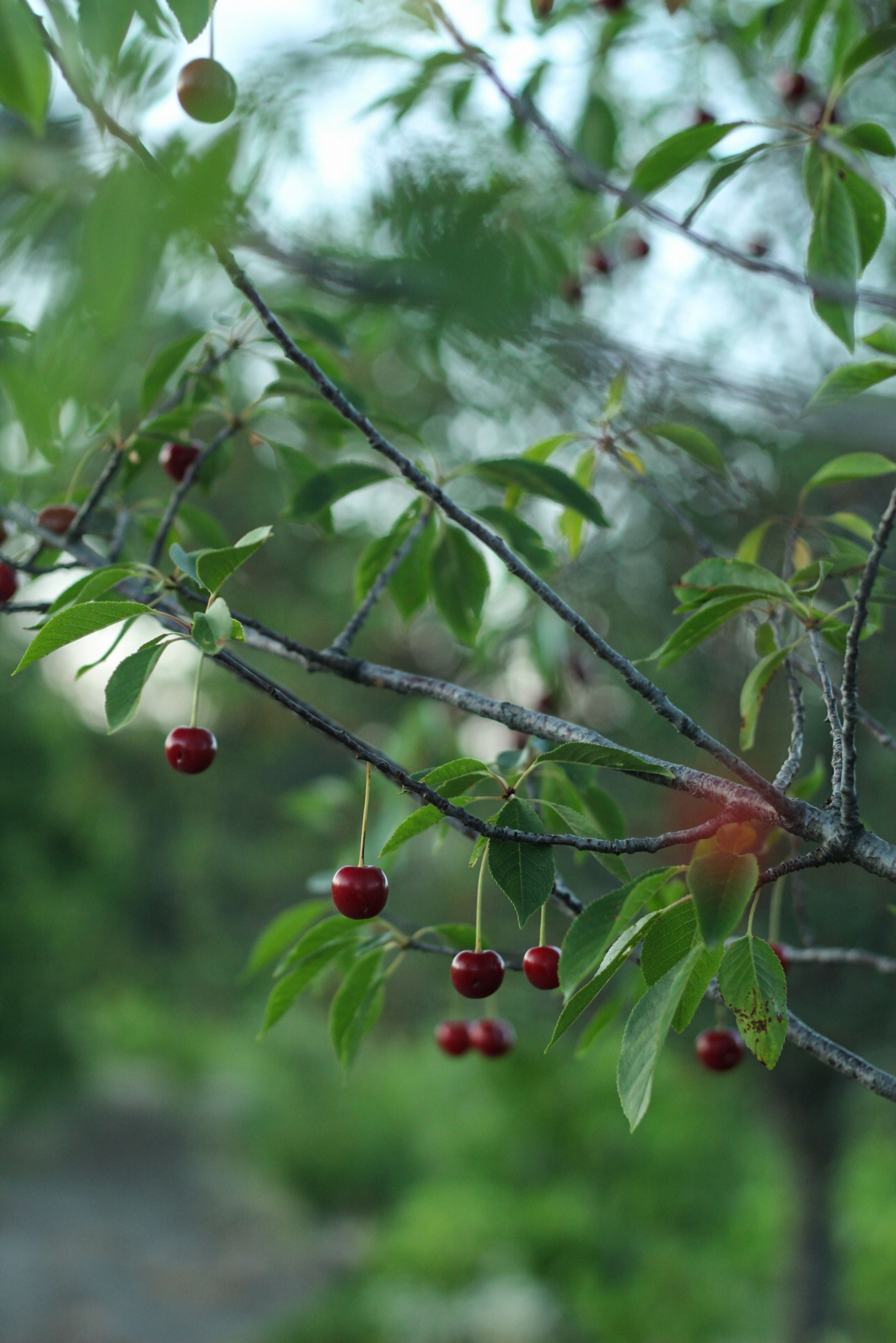 Green Fruit on Branches · Free Stock Photo