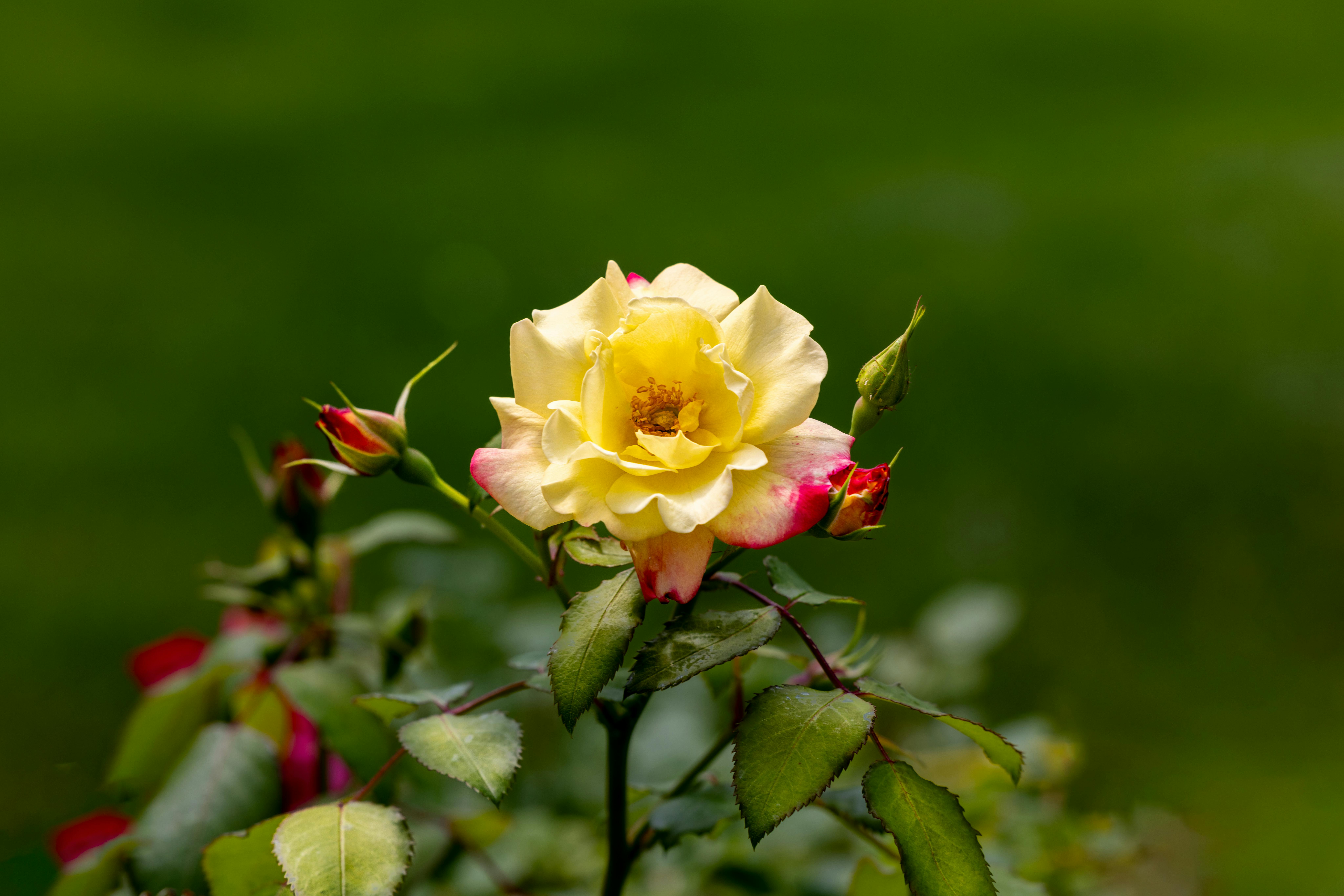 Blooming Yellow Rose Between Buds · Free Stock Photo