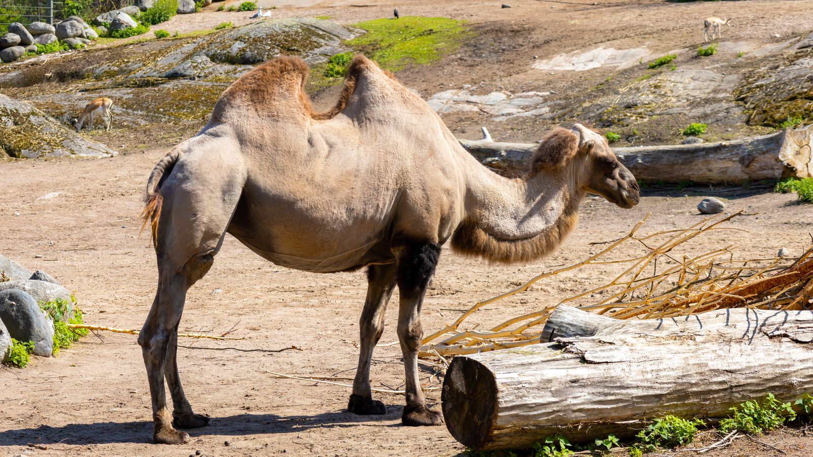 Large+Female+Camel+Toes Photos, Download The BEST Free Large+Female ...