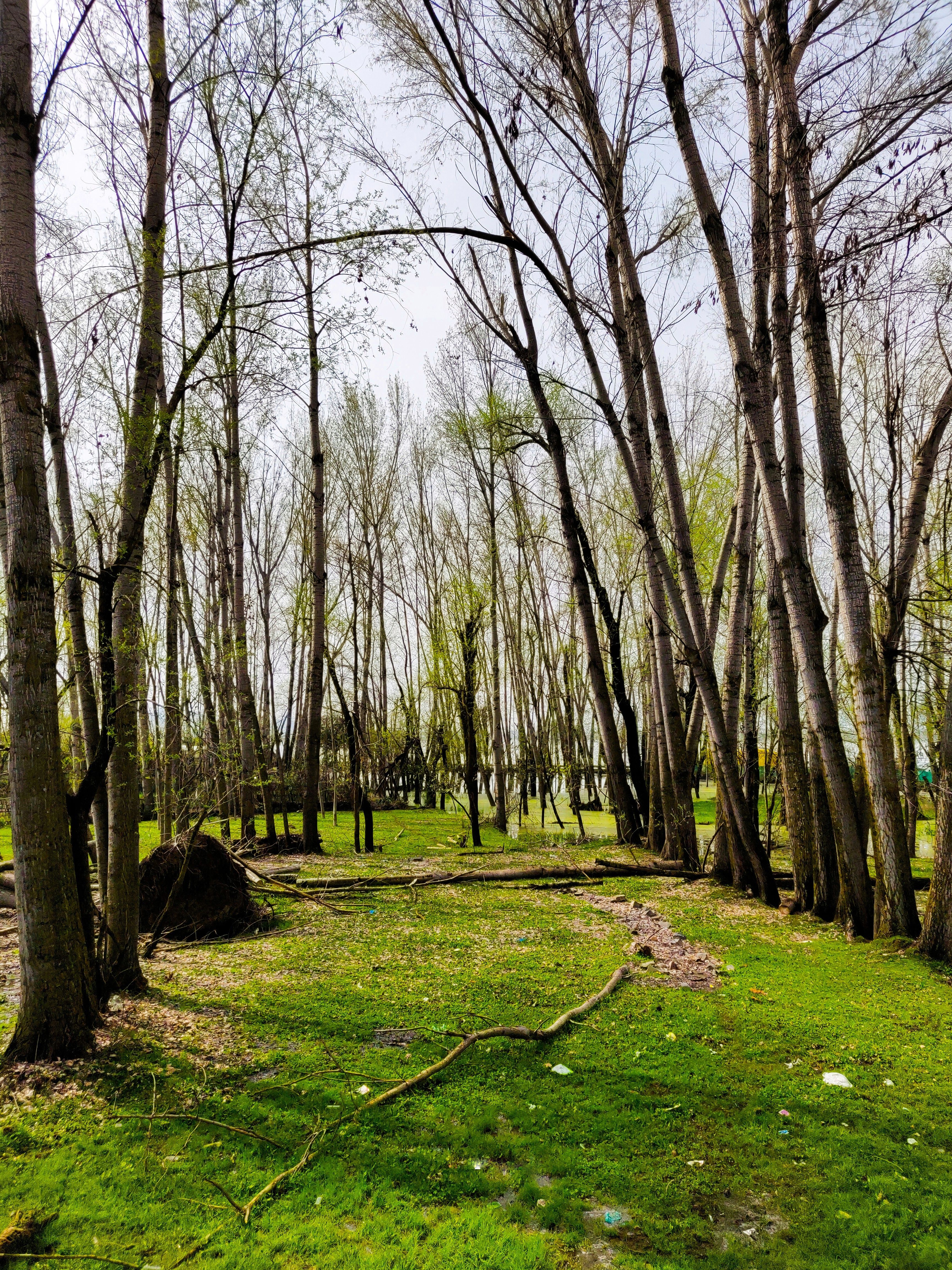 Grass in Spring Forest · Free Stock Photo