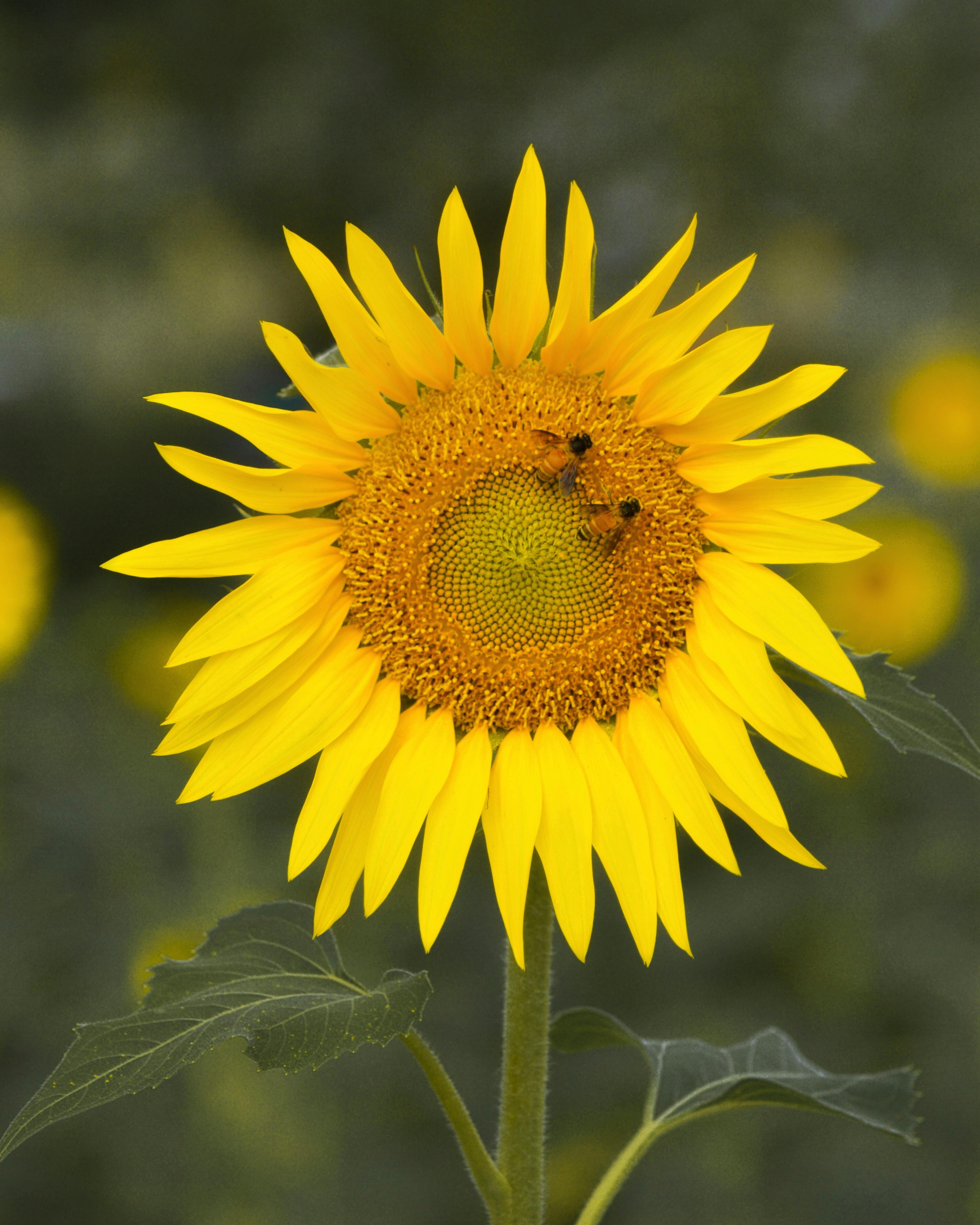 Animated Sunflower Photos, Download The BEST Free Animated Sunflower ...