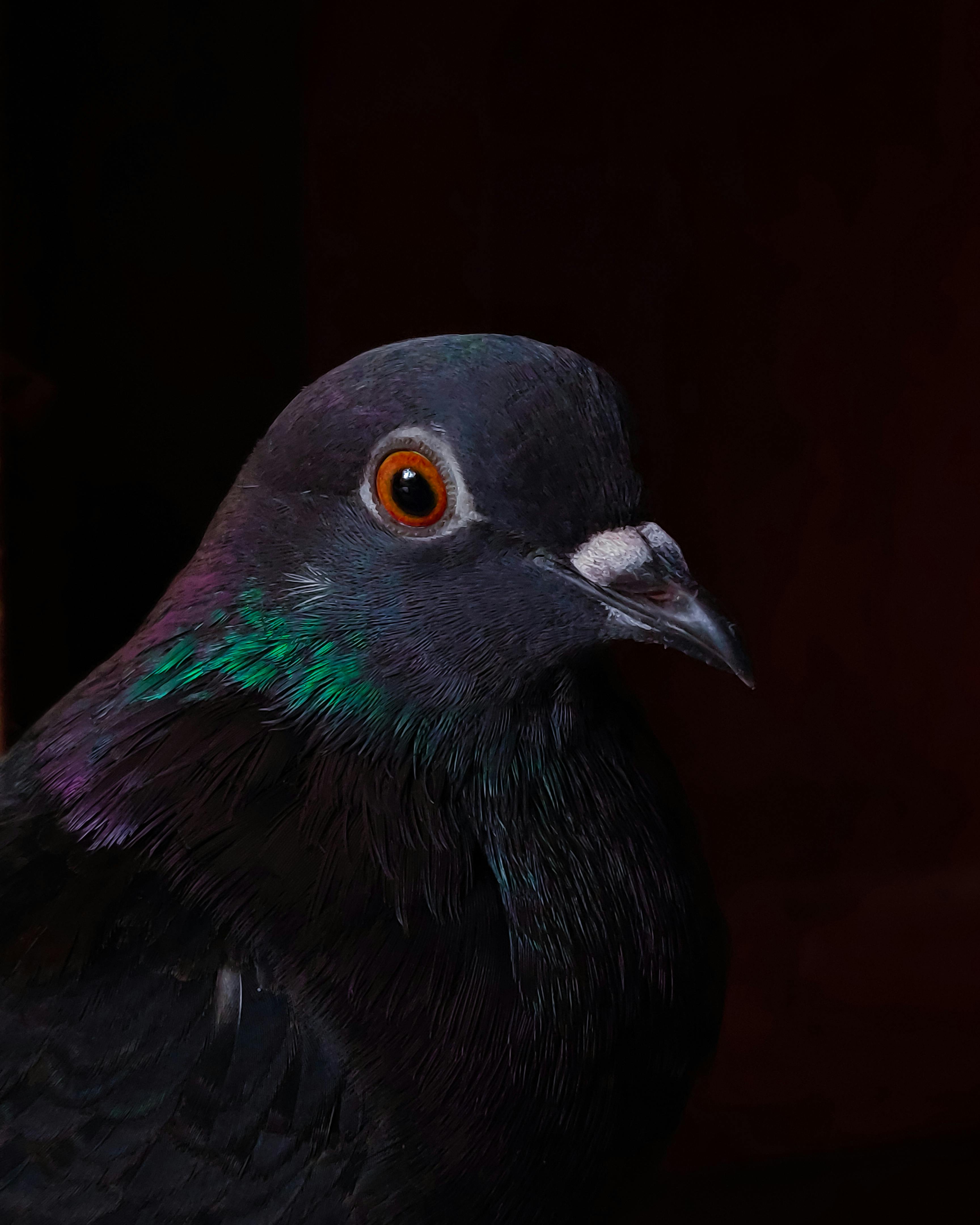Pigeon against Black Background · Free Stock Photo