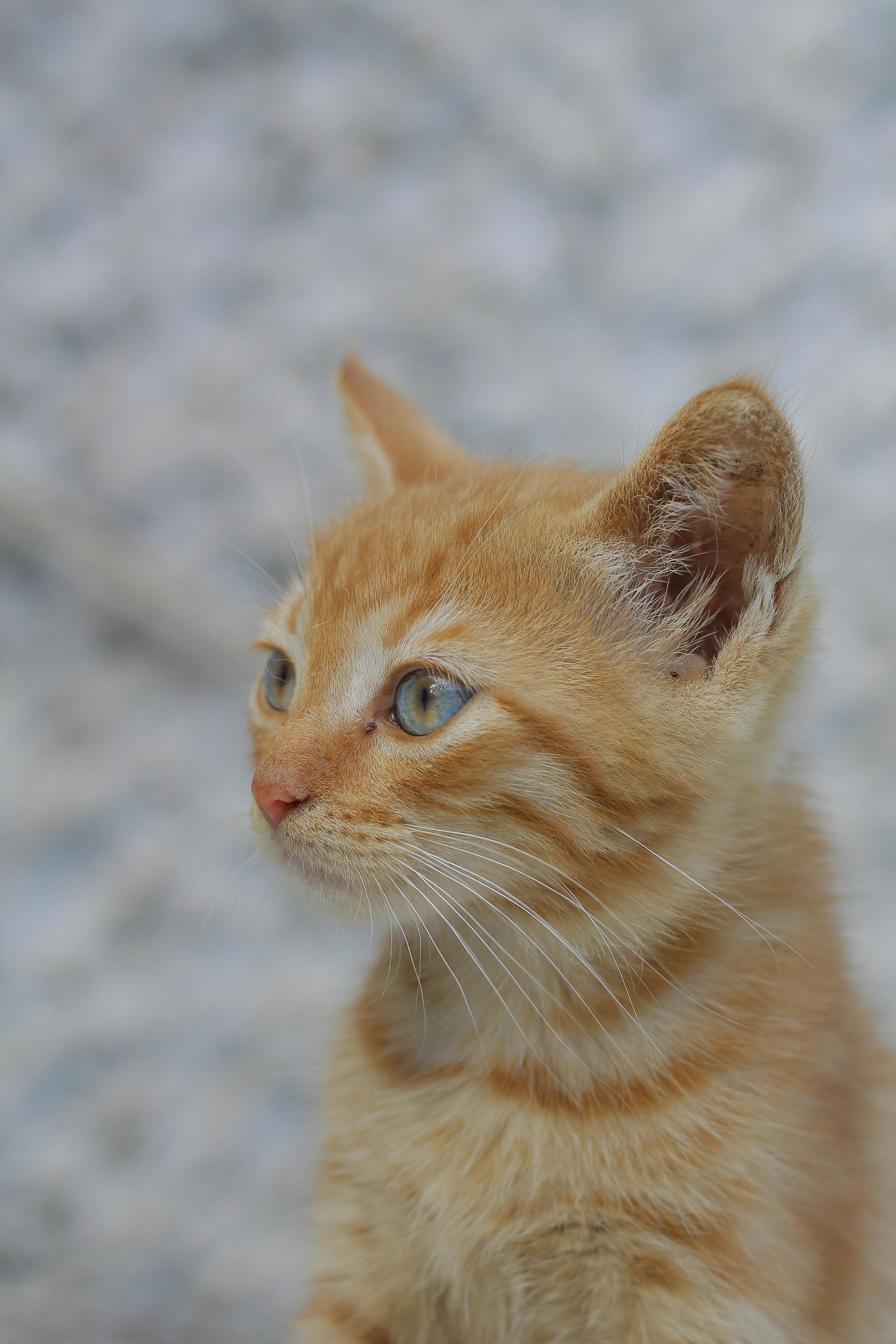 Peeking Little Cat · Free Stock Photo
