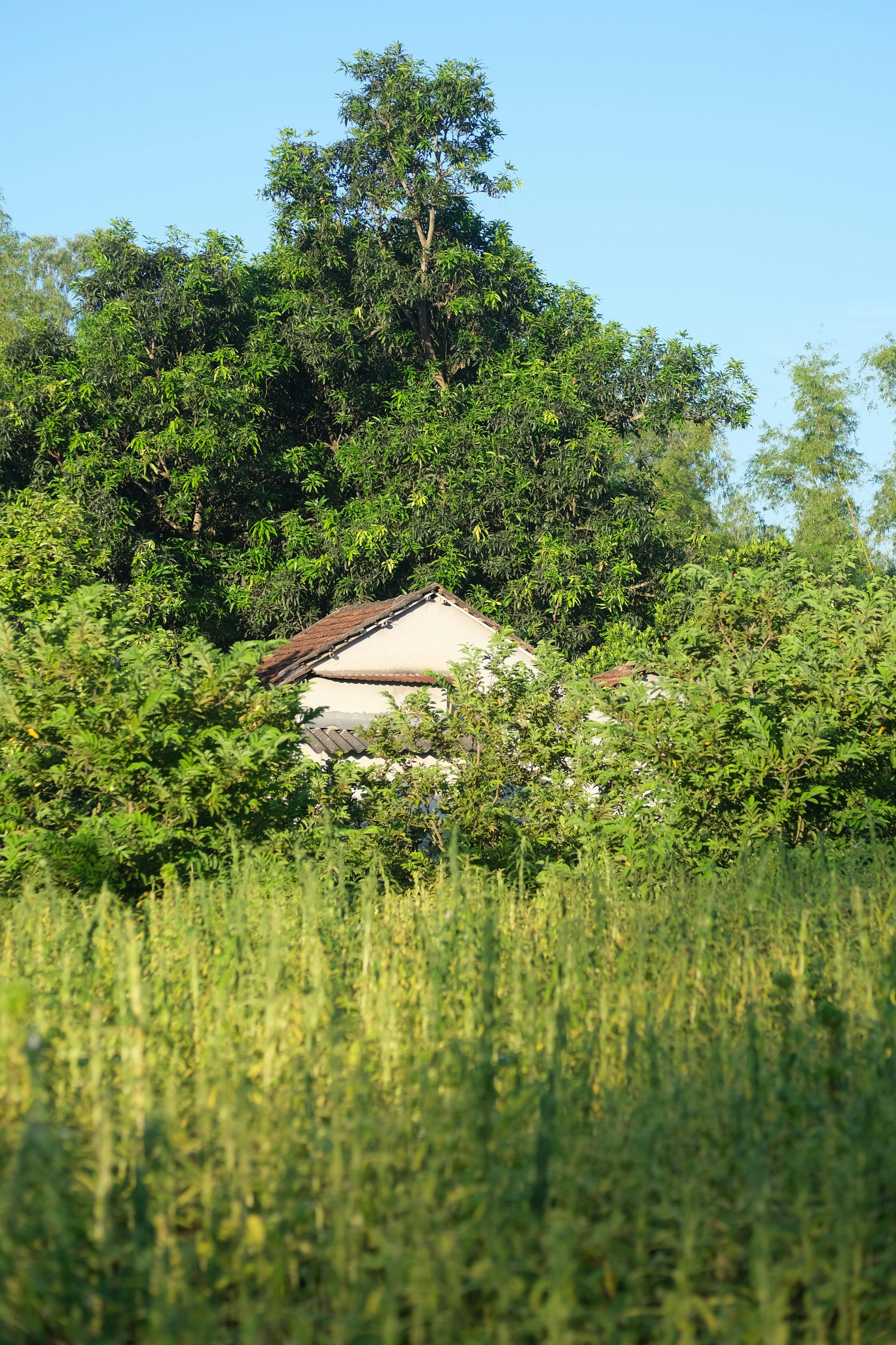 Building behind Trees · Free Stock Photo