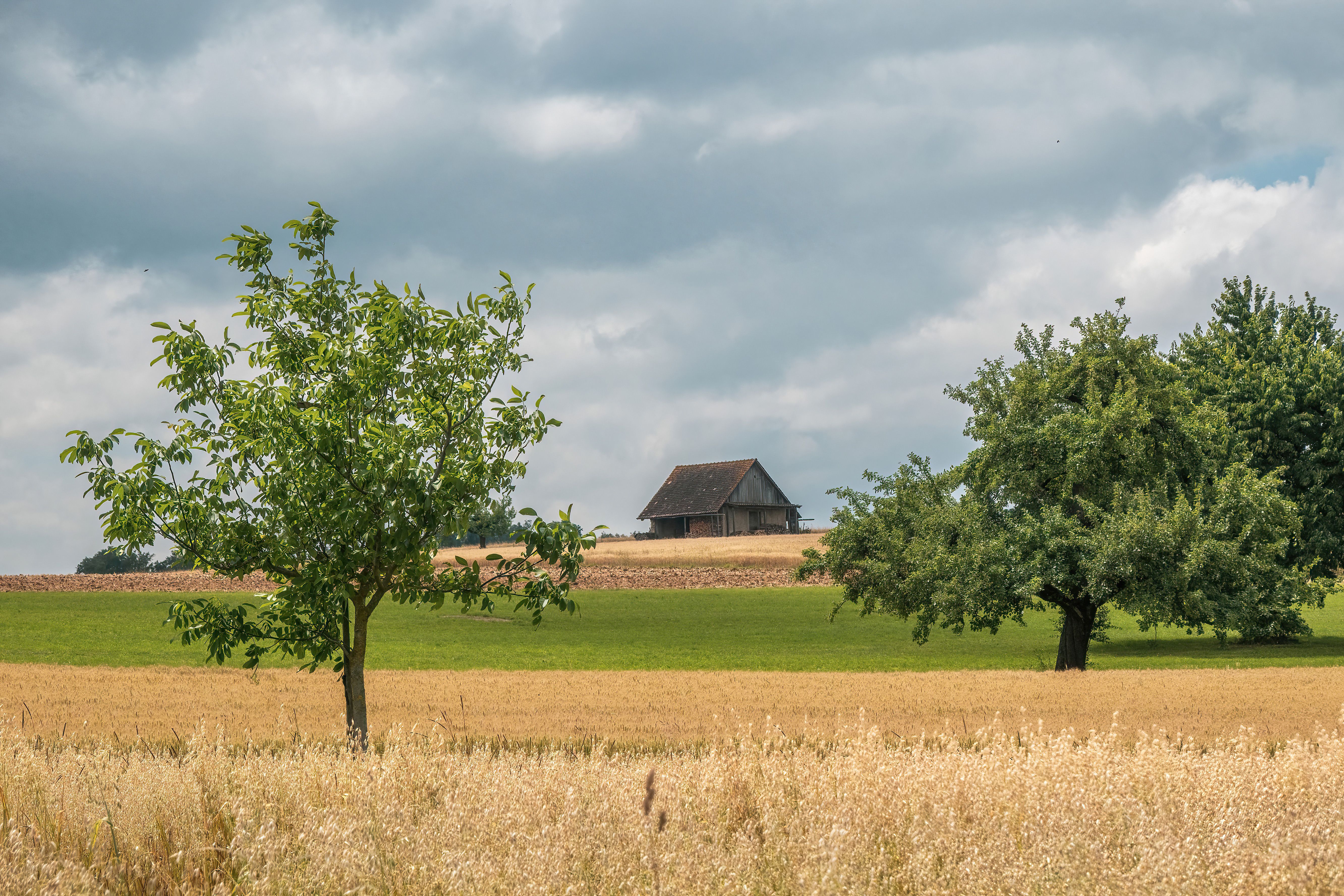 Trees on Rural Field · Free Stock Photo