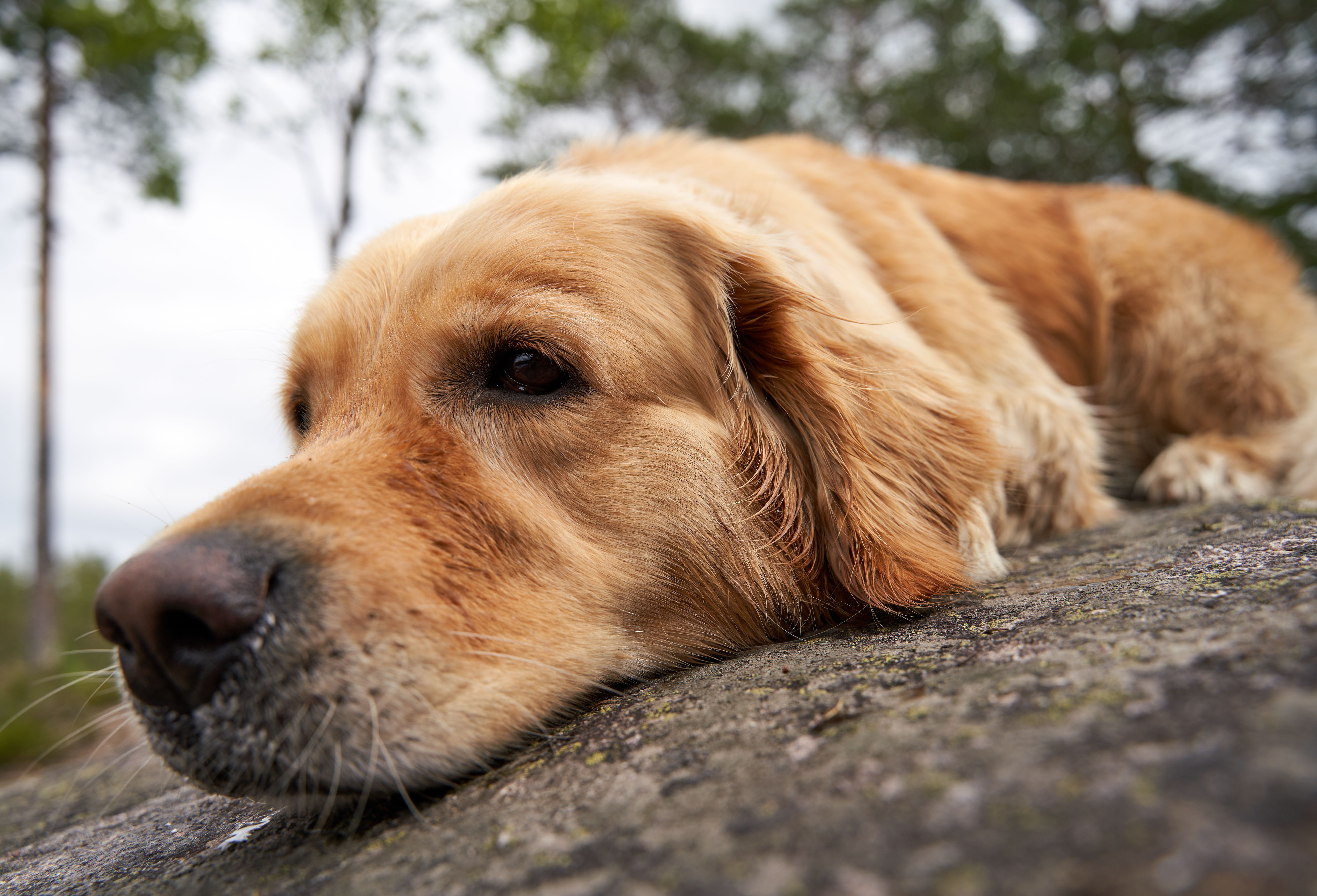 Golden Retriever Resting on the Asphalt · Free Stock Photo