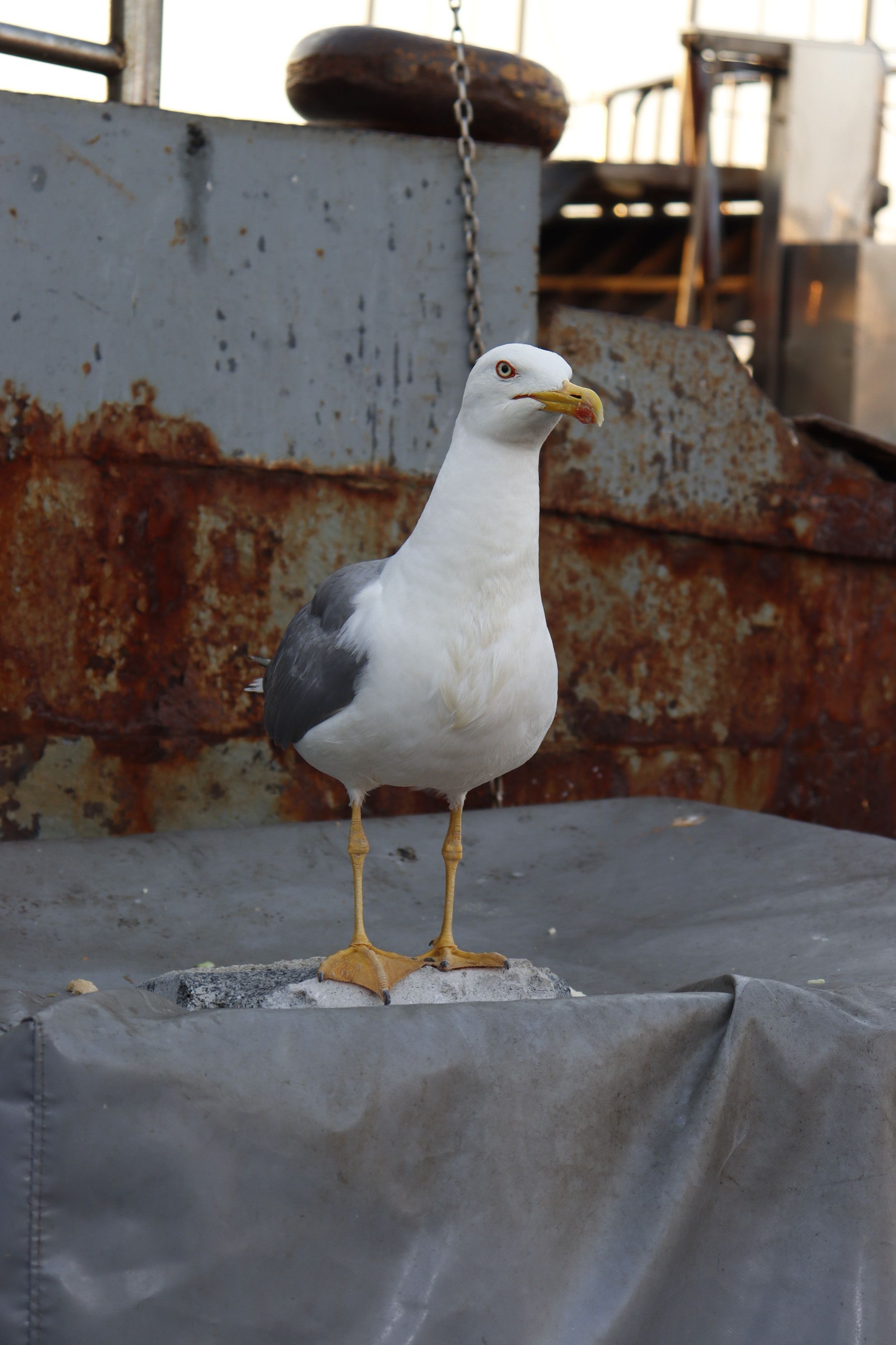 Close up of Seagulls · Free Stock Photo