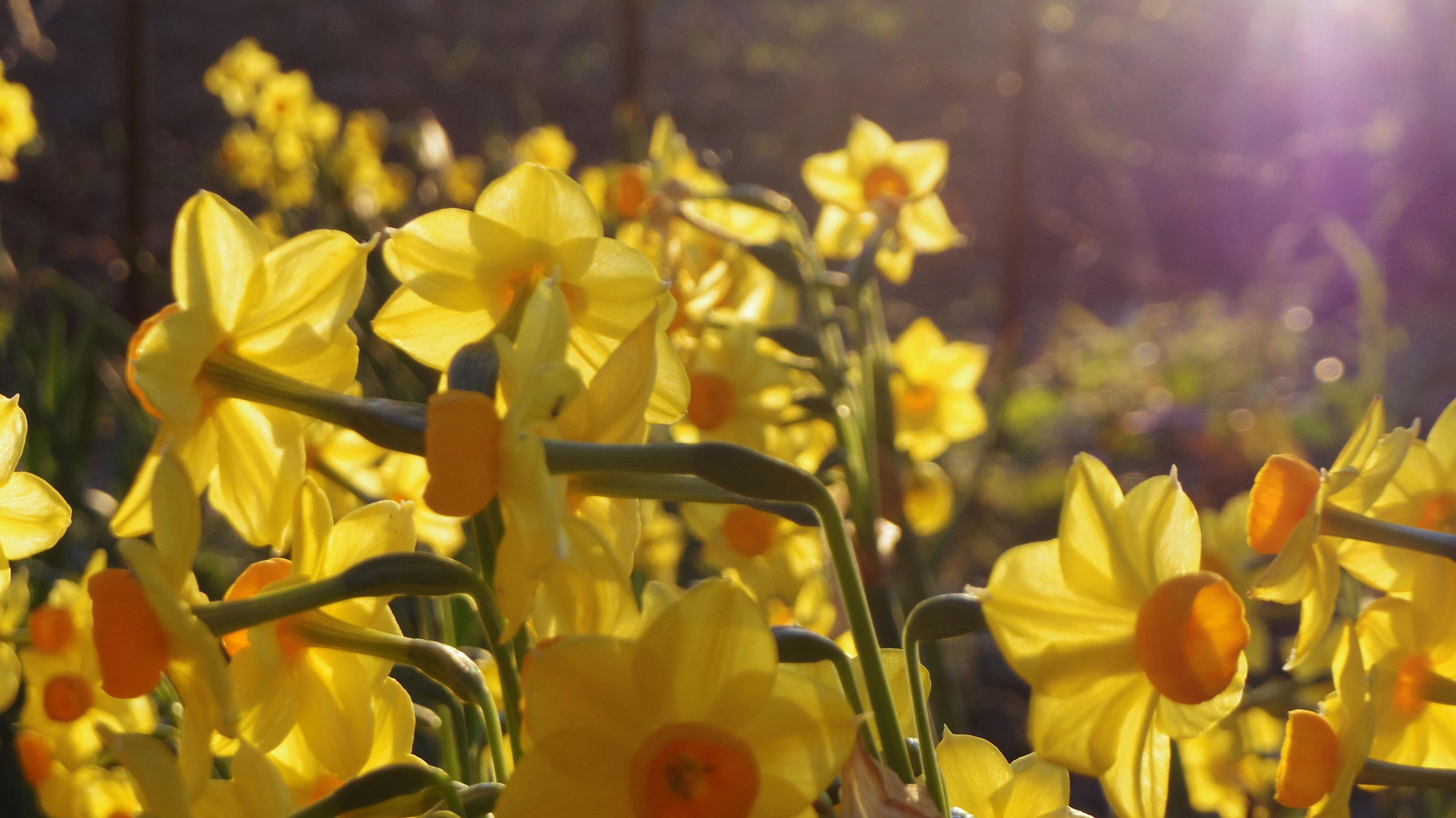 Free stock photo of narcissus, orange, yellow
