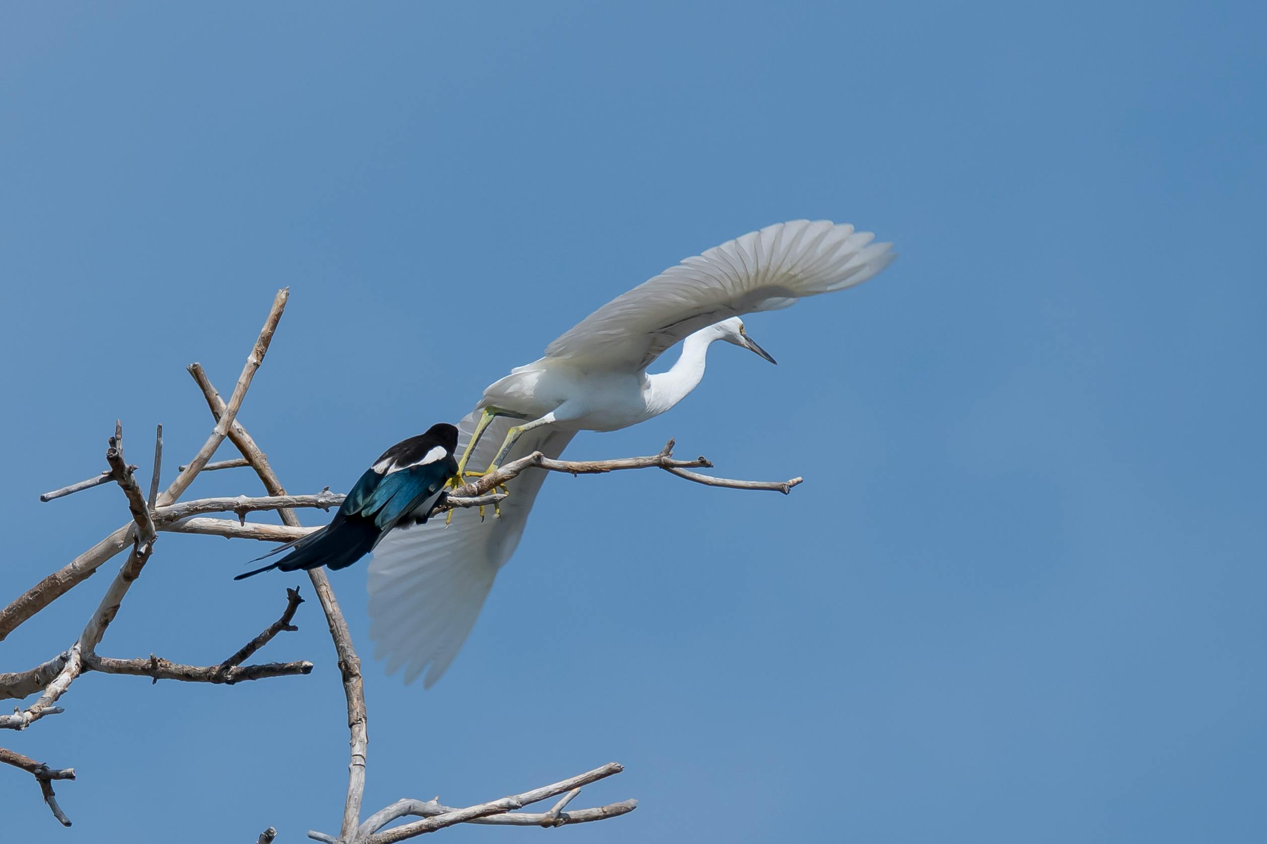Giraffe Birds Maasai Photos, Download The BEST Free Giraffe Birds ...