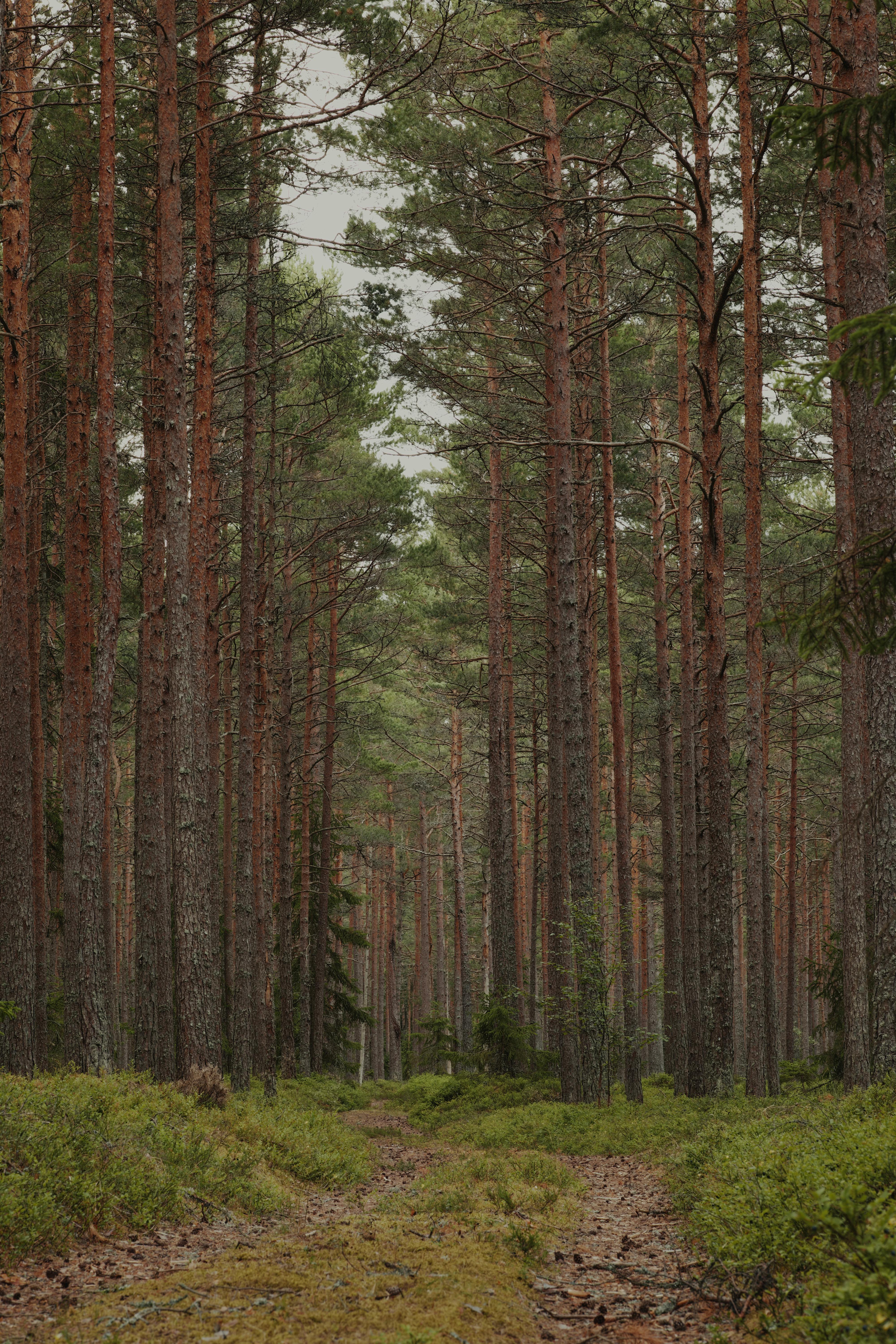 Path in Pine Tree Forest · Free Stock Photo