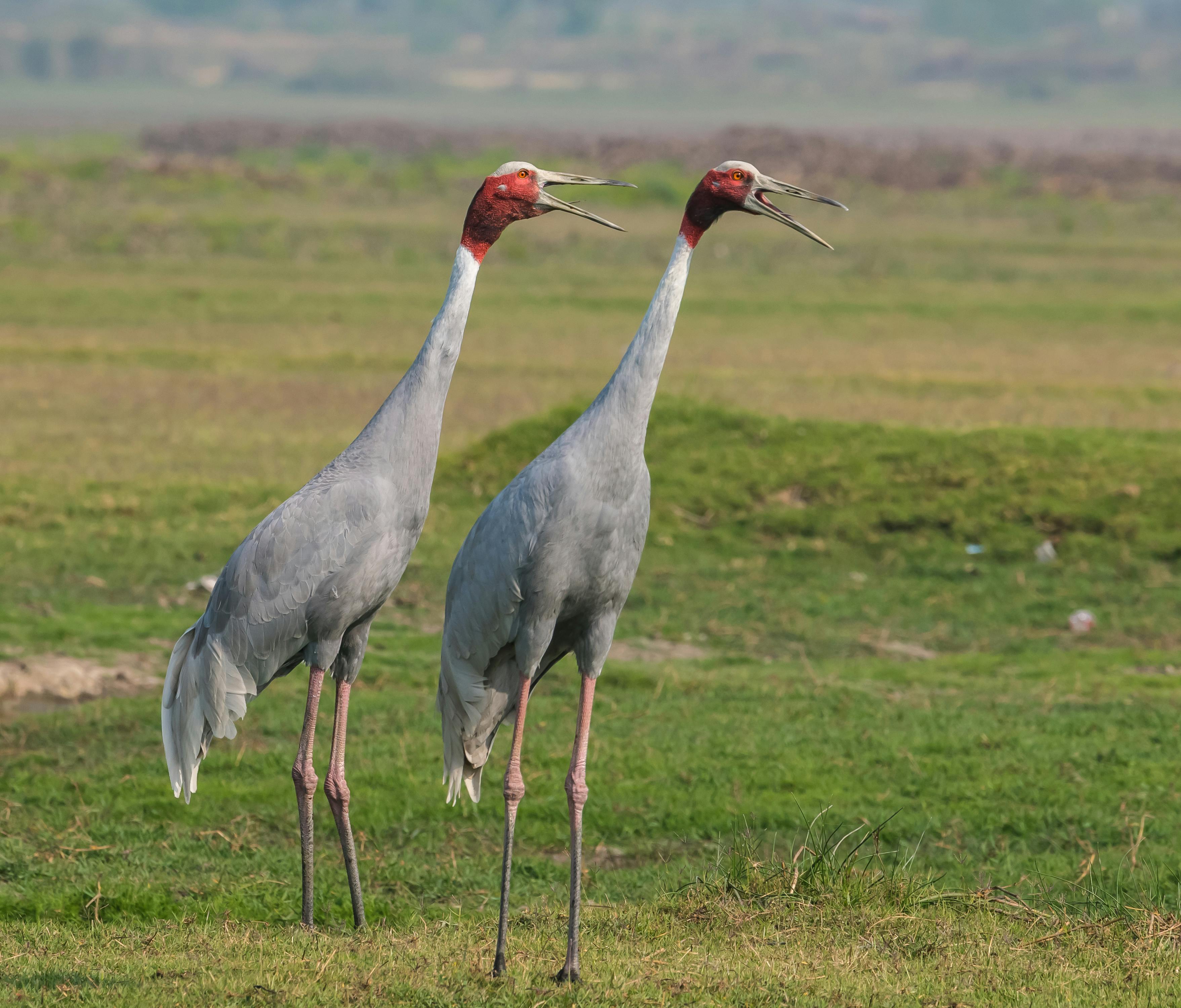 Giraffe Birds Maasai Photos, Download The BEST Free Giraffe Birds ...