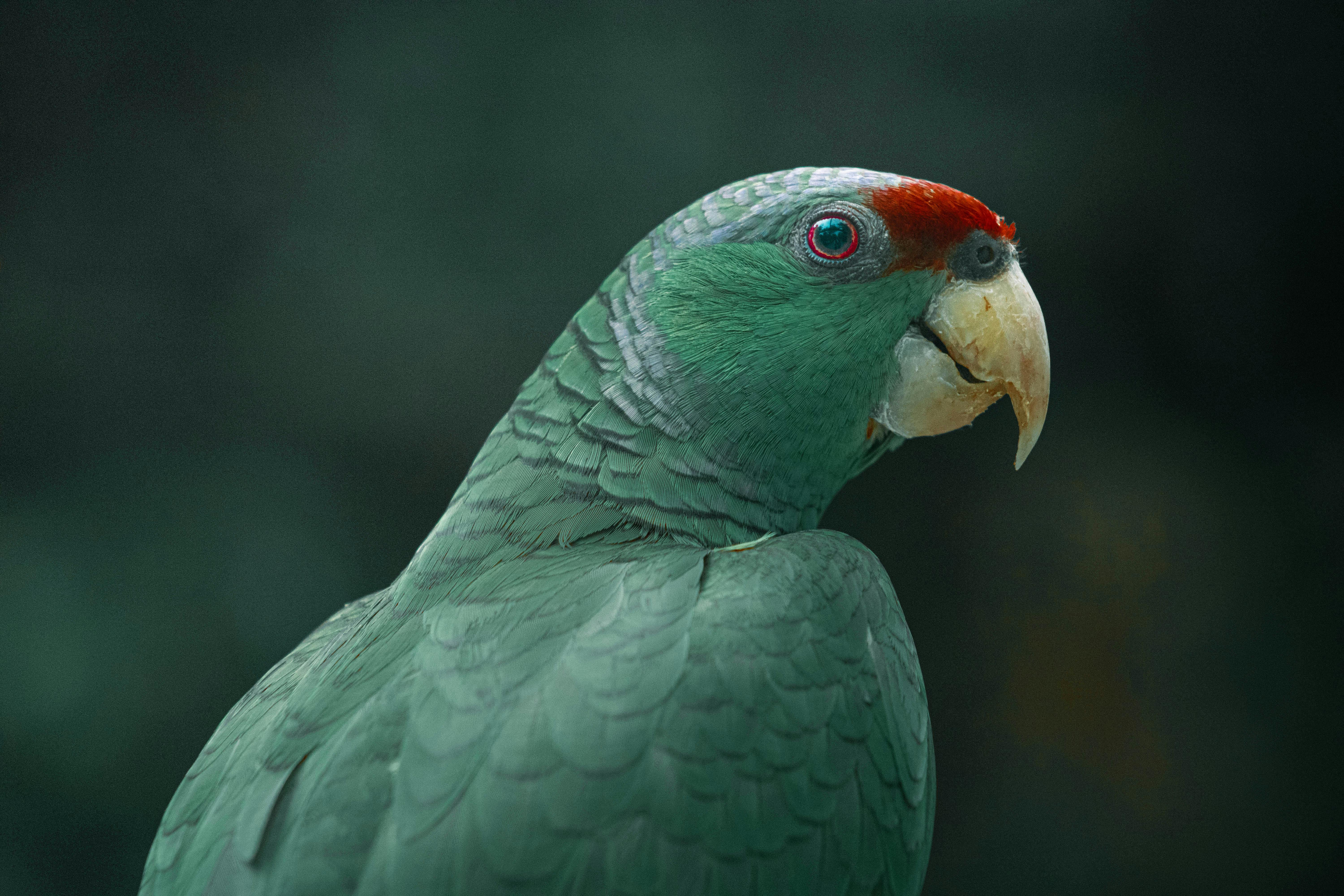 Portrait of Parrot · Free Stock Photo