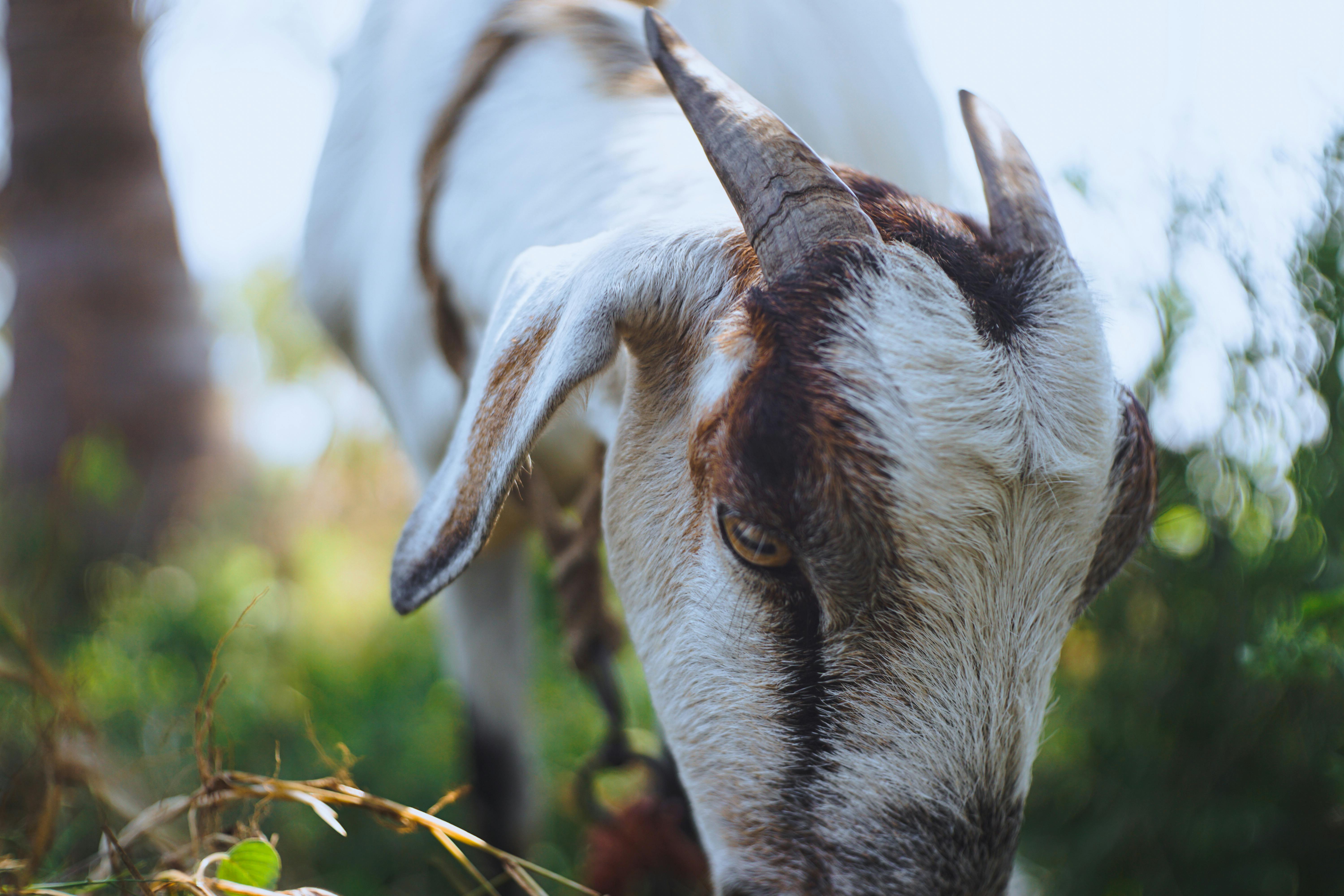 Person Patting Goat · Free Stock Photo
