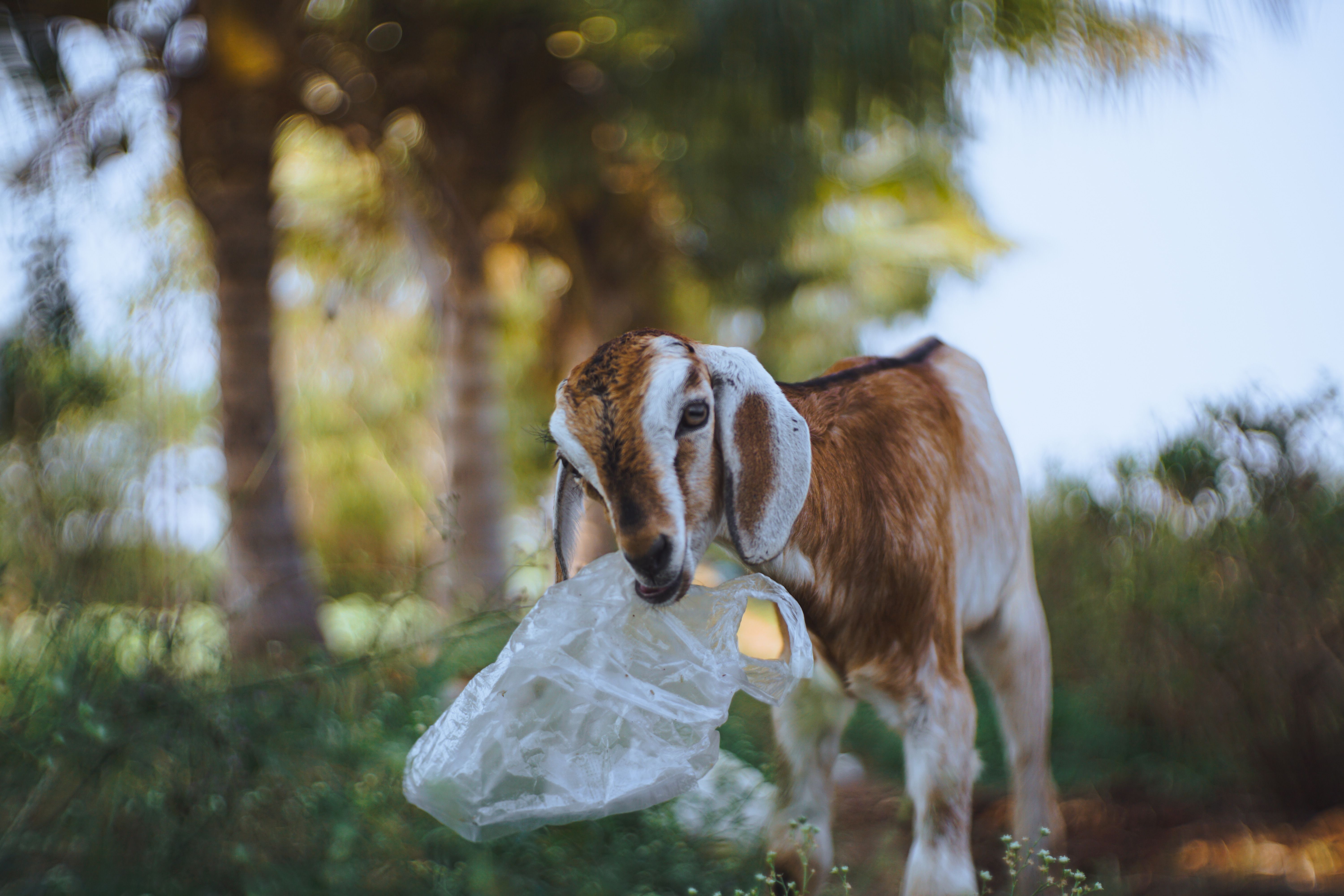 Goat with Plastic Bag · Free Stock Photo