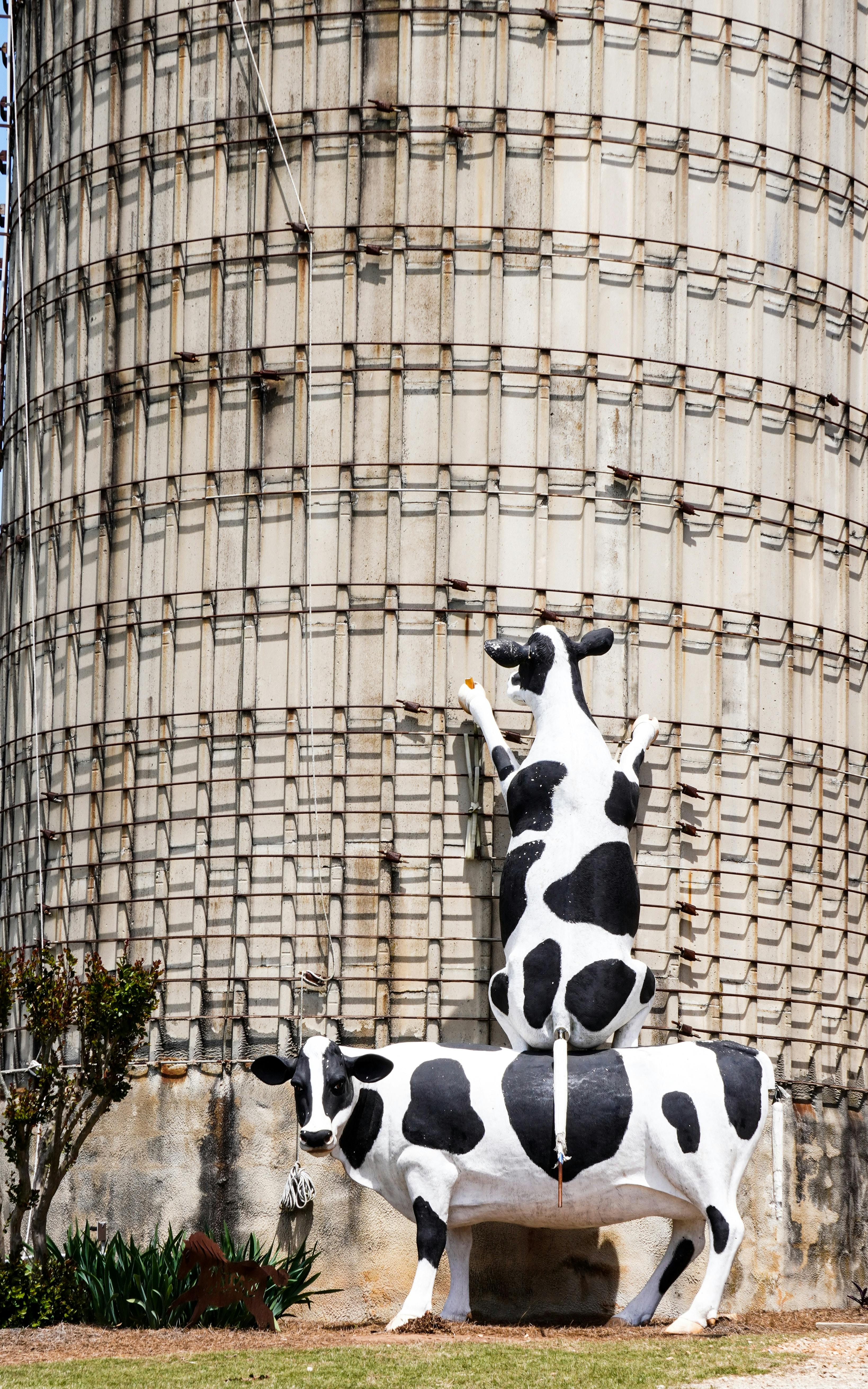 Funny Figures of Cows by Silo · Free Stock Photo