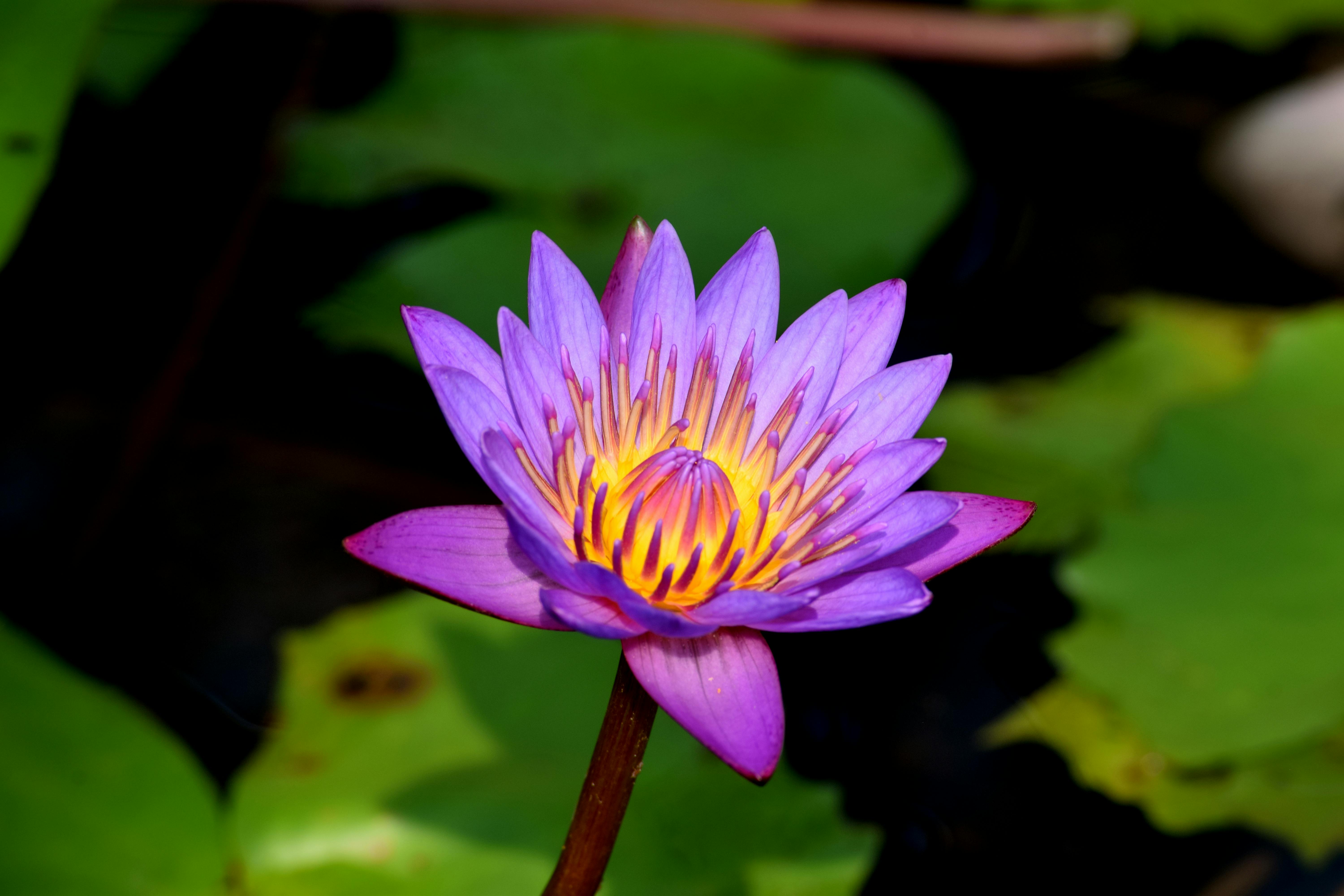 Rajitha Fernando – Fotografie