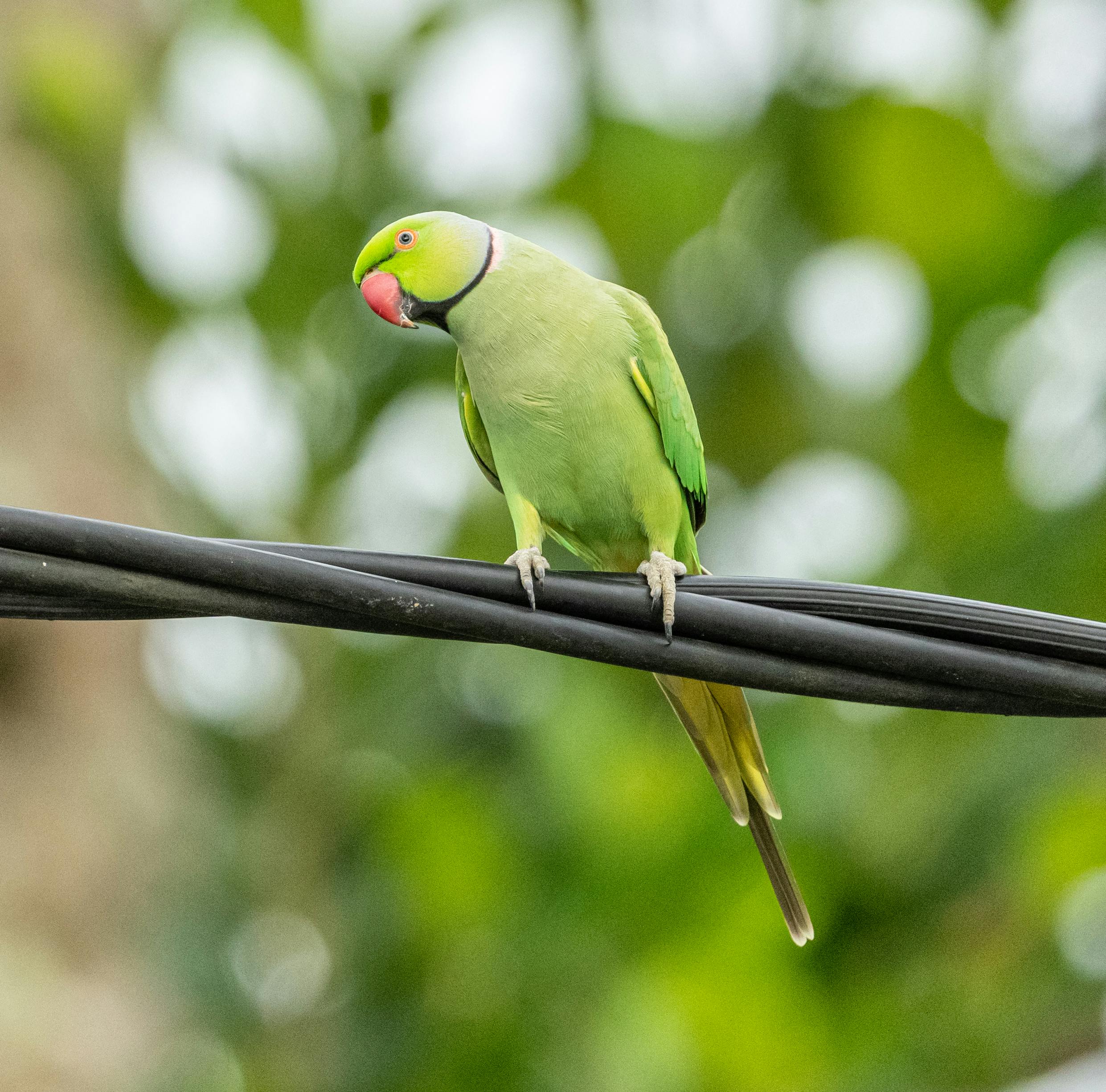 Three Parakeets Perching on a Branch · Free Stock Photo