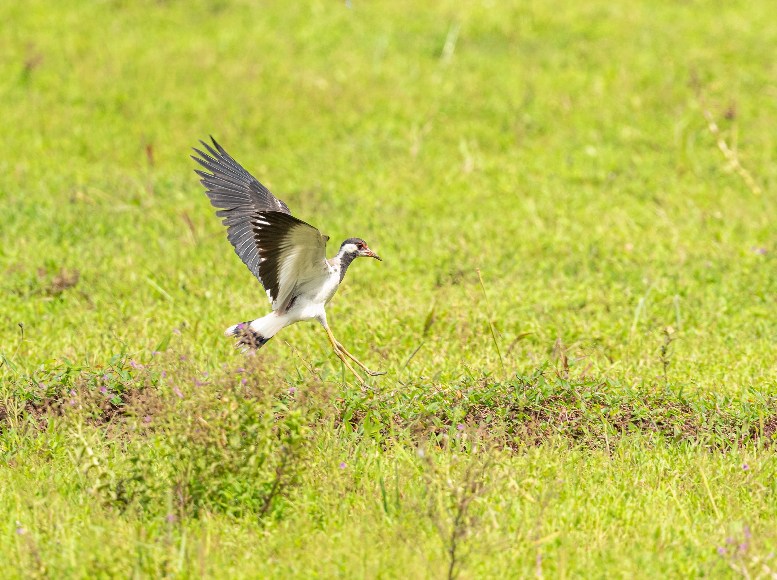 Landing Bird on Grass · Free Stock Photo