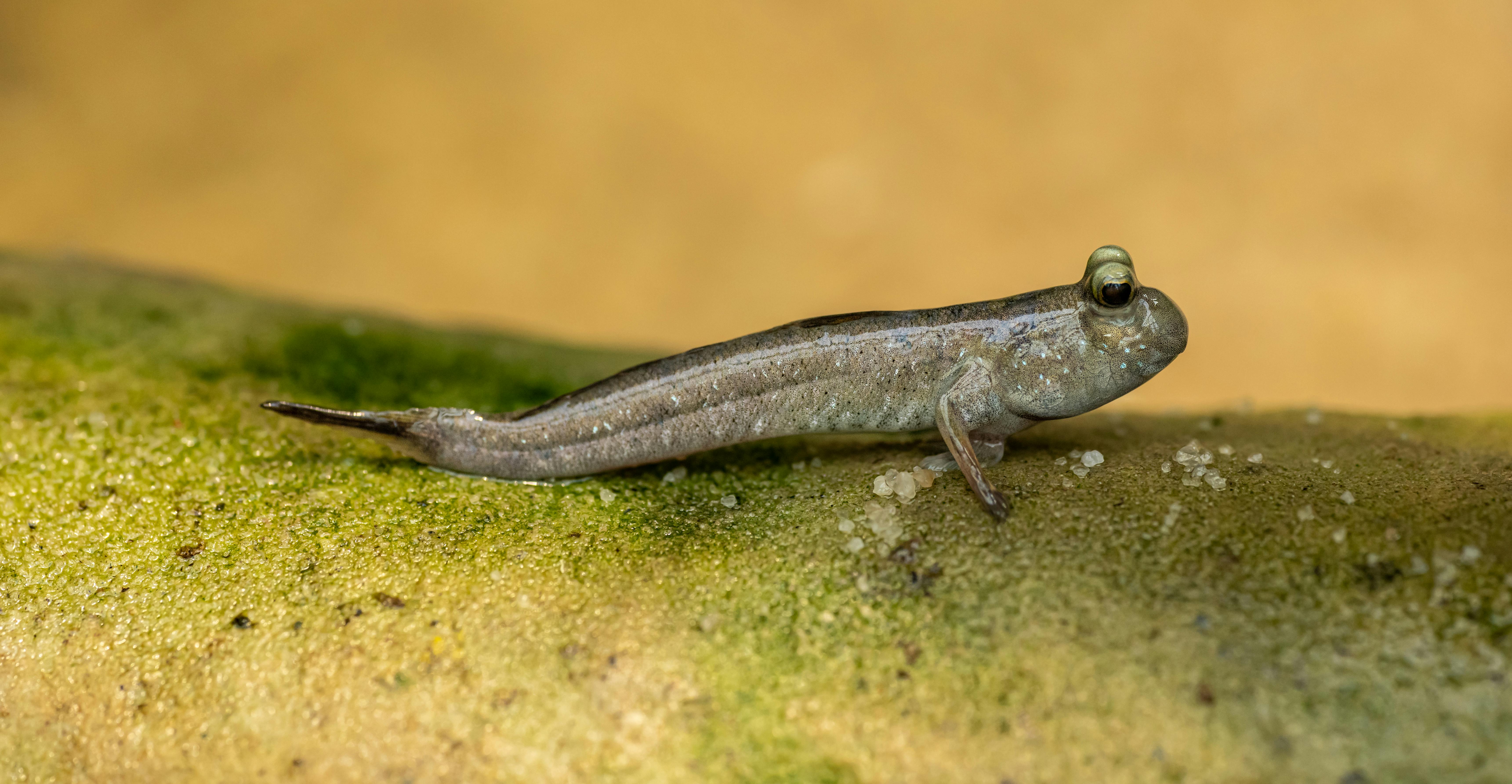 Close up of Atlantic Mudskipper · Free Stock Photo
