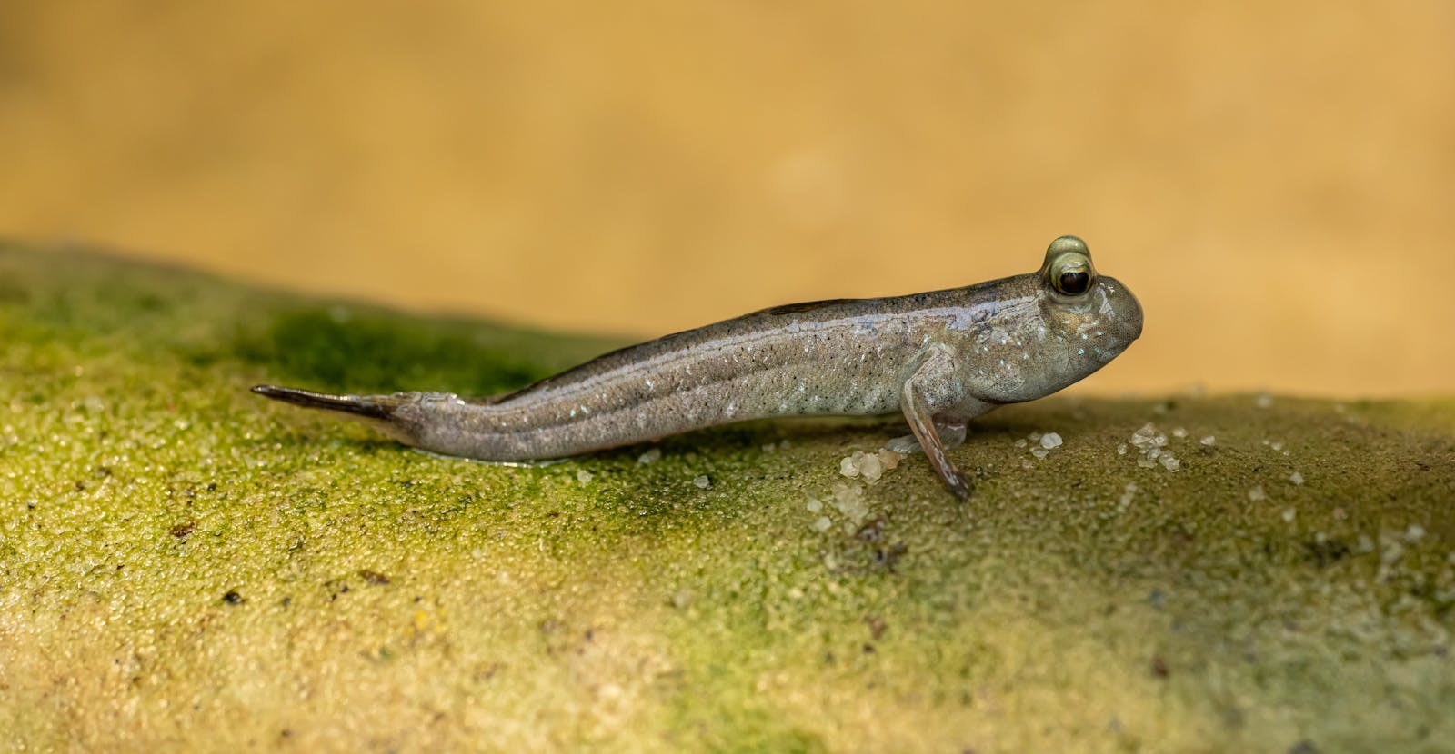 Mudskipper Photos, Download The BEST Free Mudskipper Stock Photos & HD ...