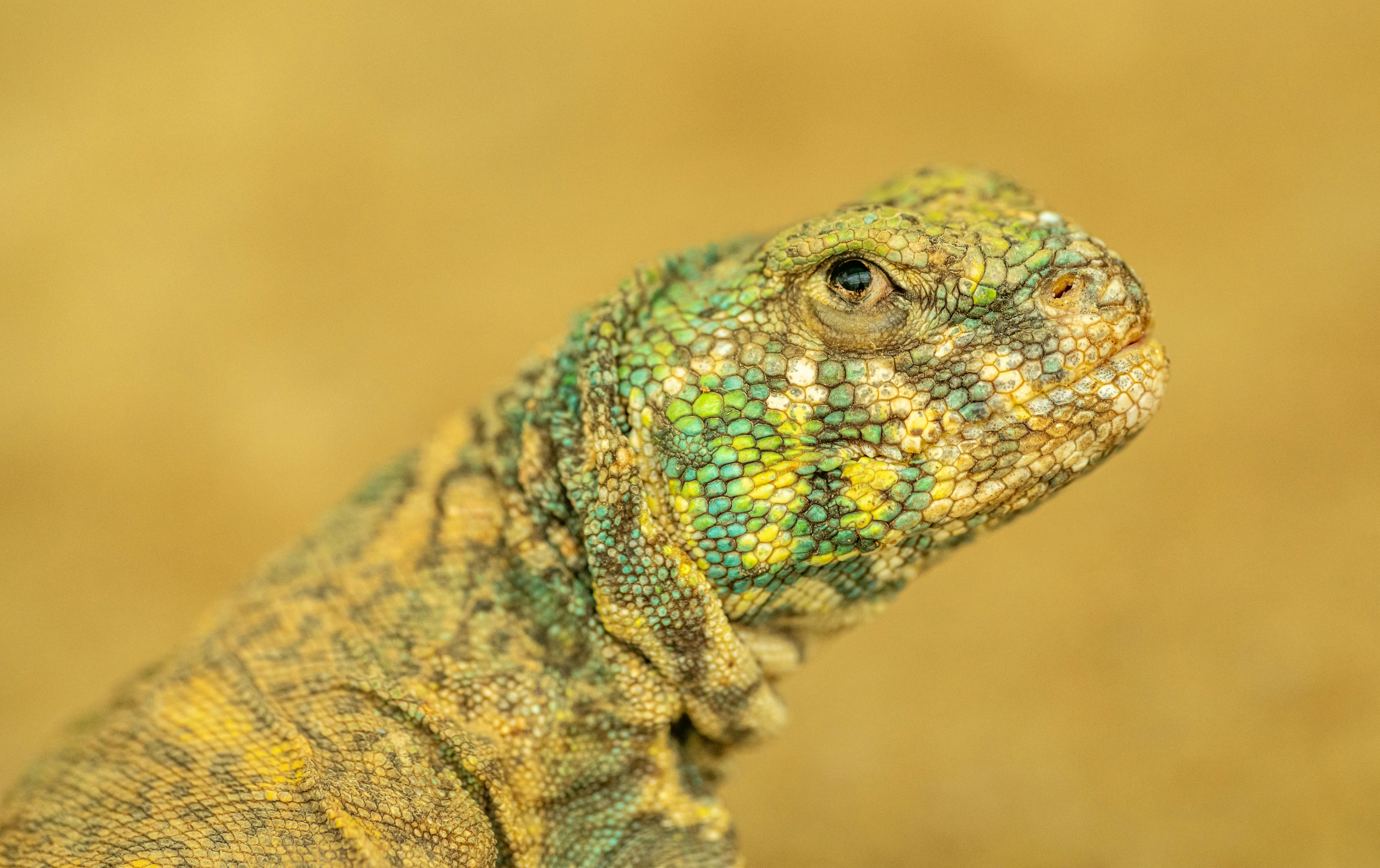 Close up of Lizard · Free Stock Photo