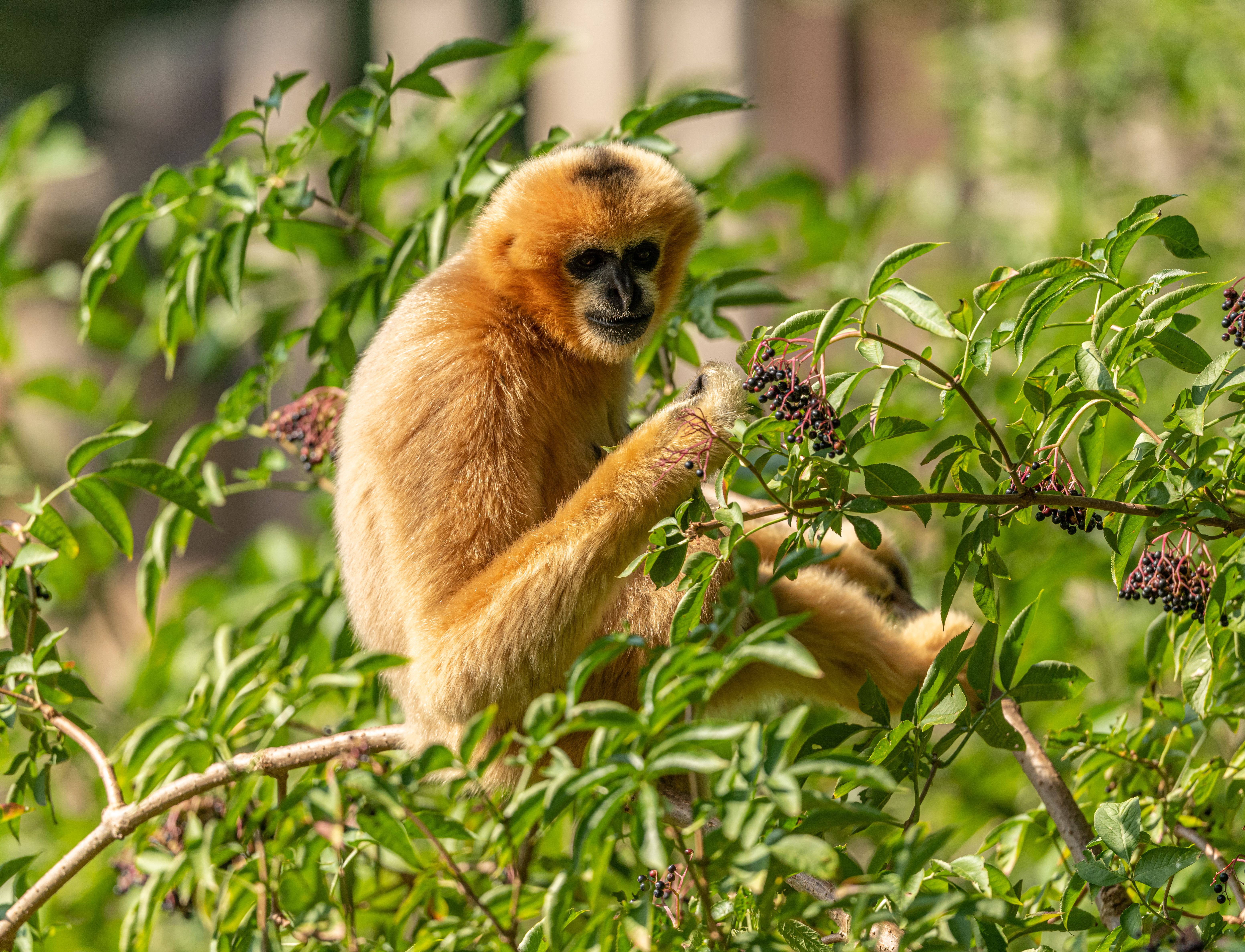 Close up of a Gibbon · Free Stock Photo