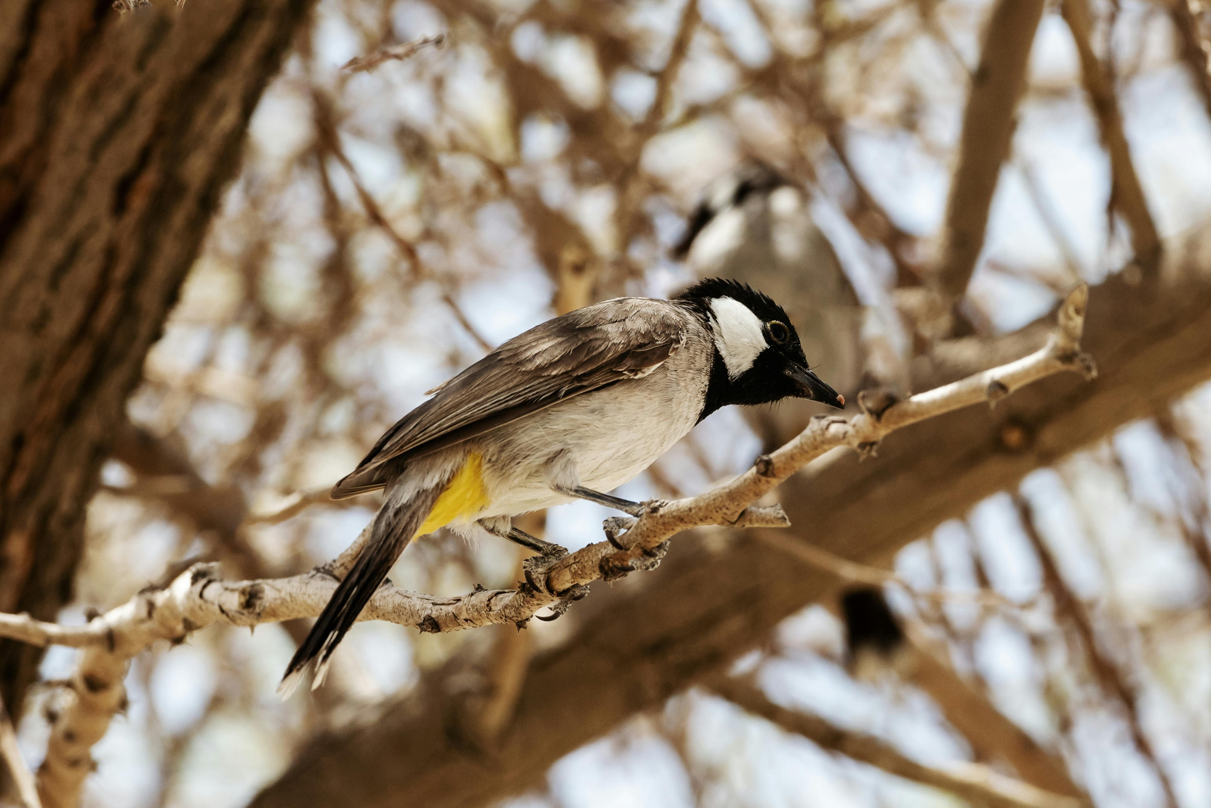 White-Eared Bulbul on Tree · Free Stock Photo
