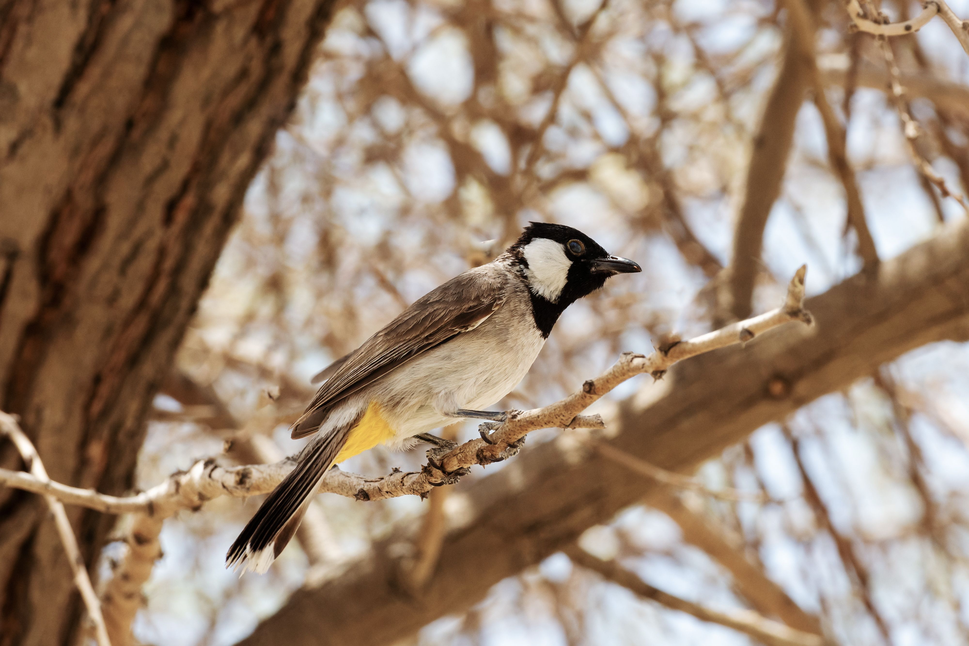 Flappy Bird Photos, Download The BEST Free Flappy Bird Stock Photos ...